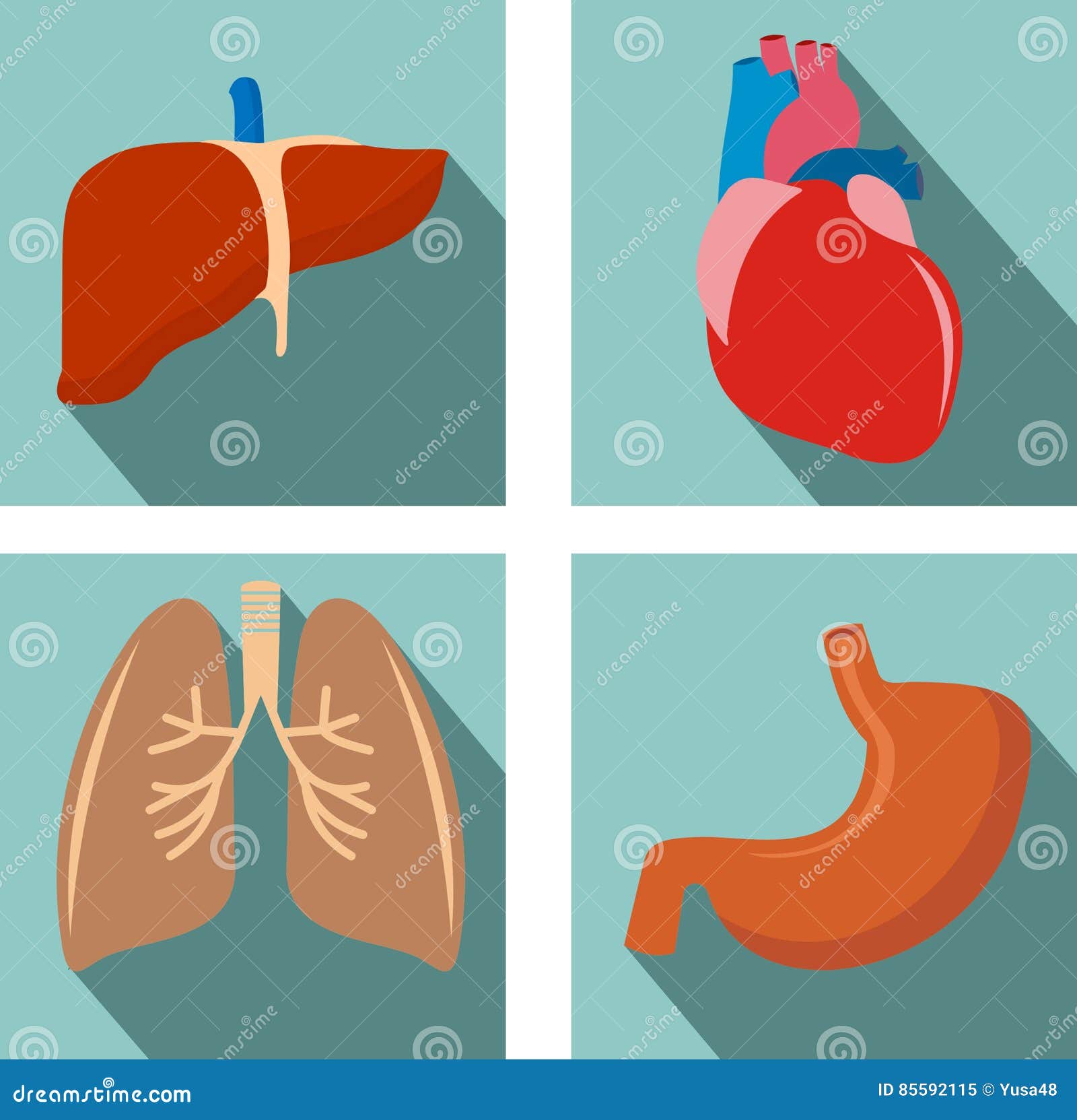 Liver, Heart, Human Anatomy. Form Lines And Triangles, Point Connecting ...