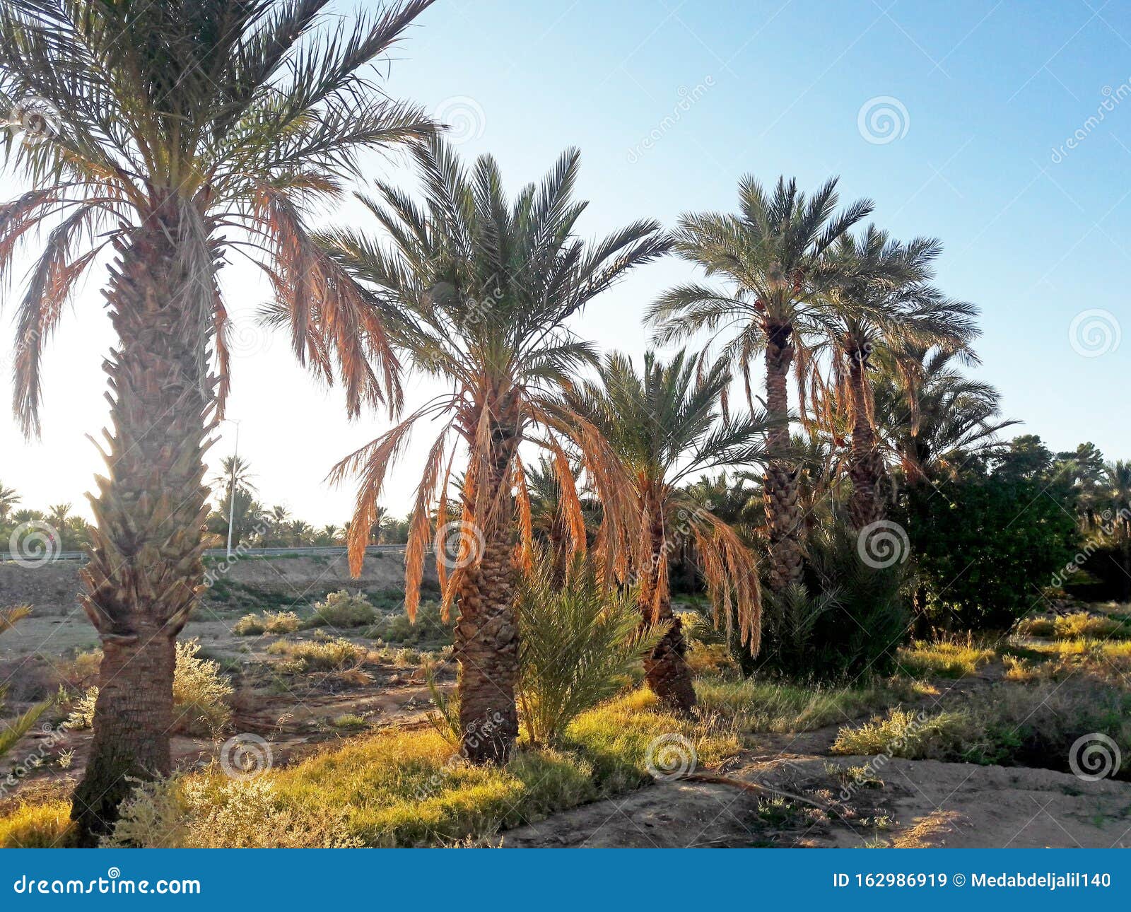 A set of palm trees stock image. Image of morocco, reservoir - 162986919