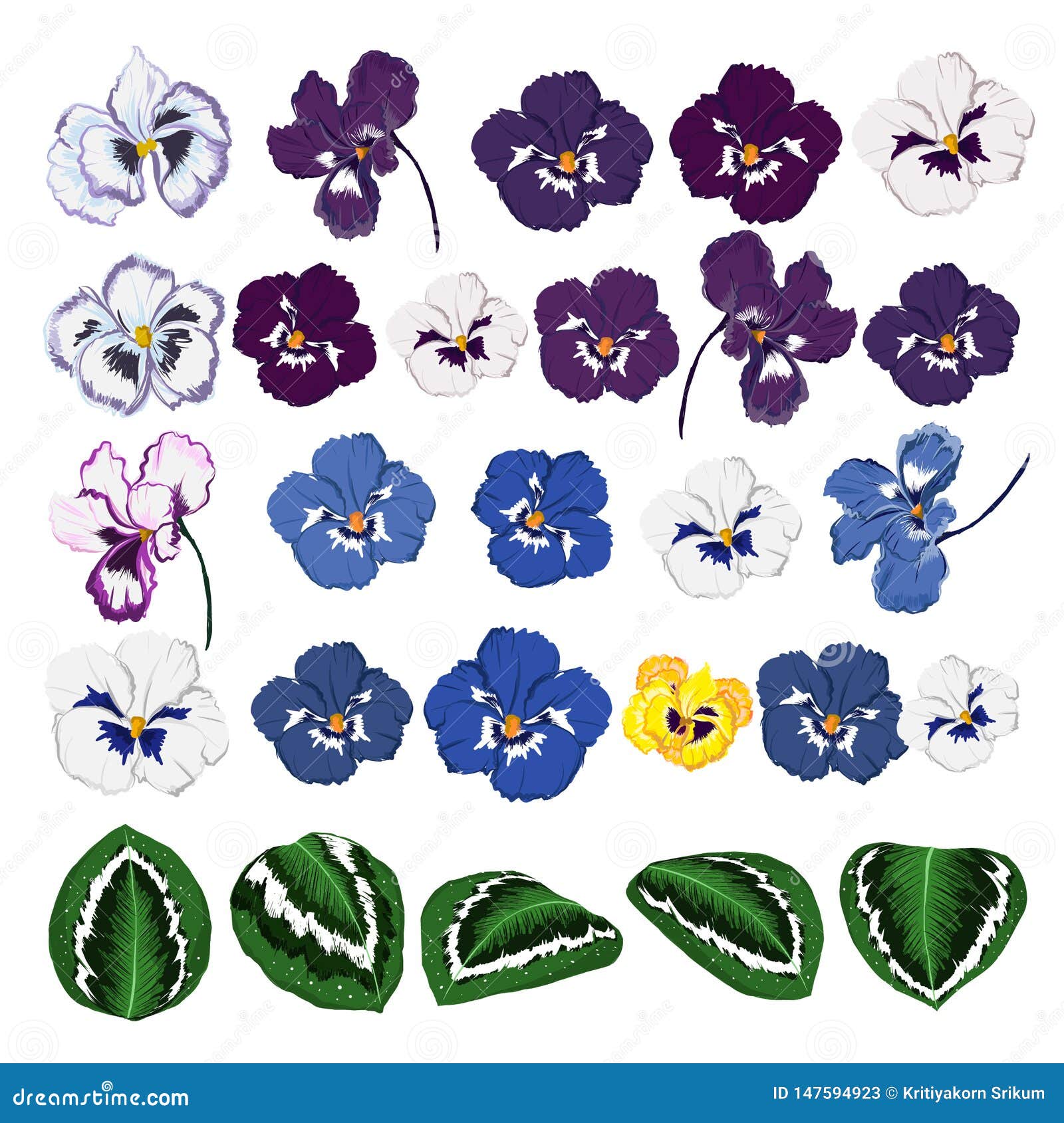 Set of Pansy Flowers Vector Stock Illustration - Illustration of flora ...