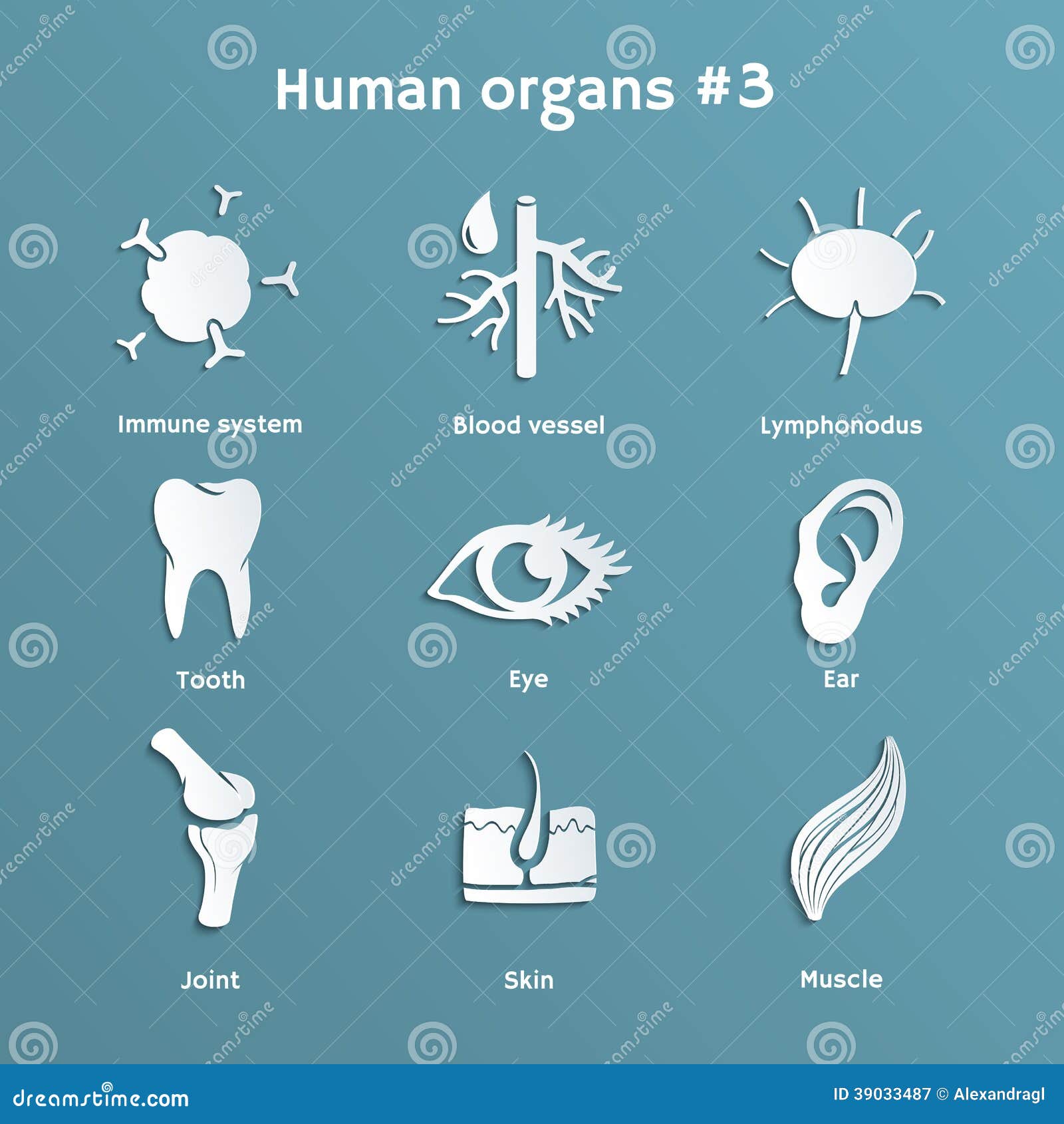 Set of Paper Icons with Human Organs and Systems Stock Vector ...