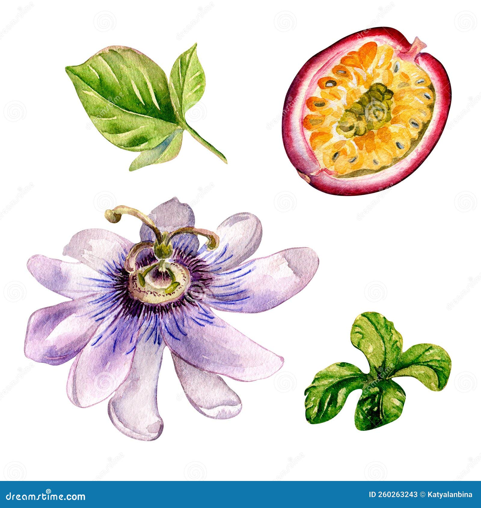 Set Of Passion Fruit And Flower Watercolor Illustration Isolated On