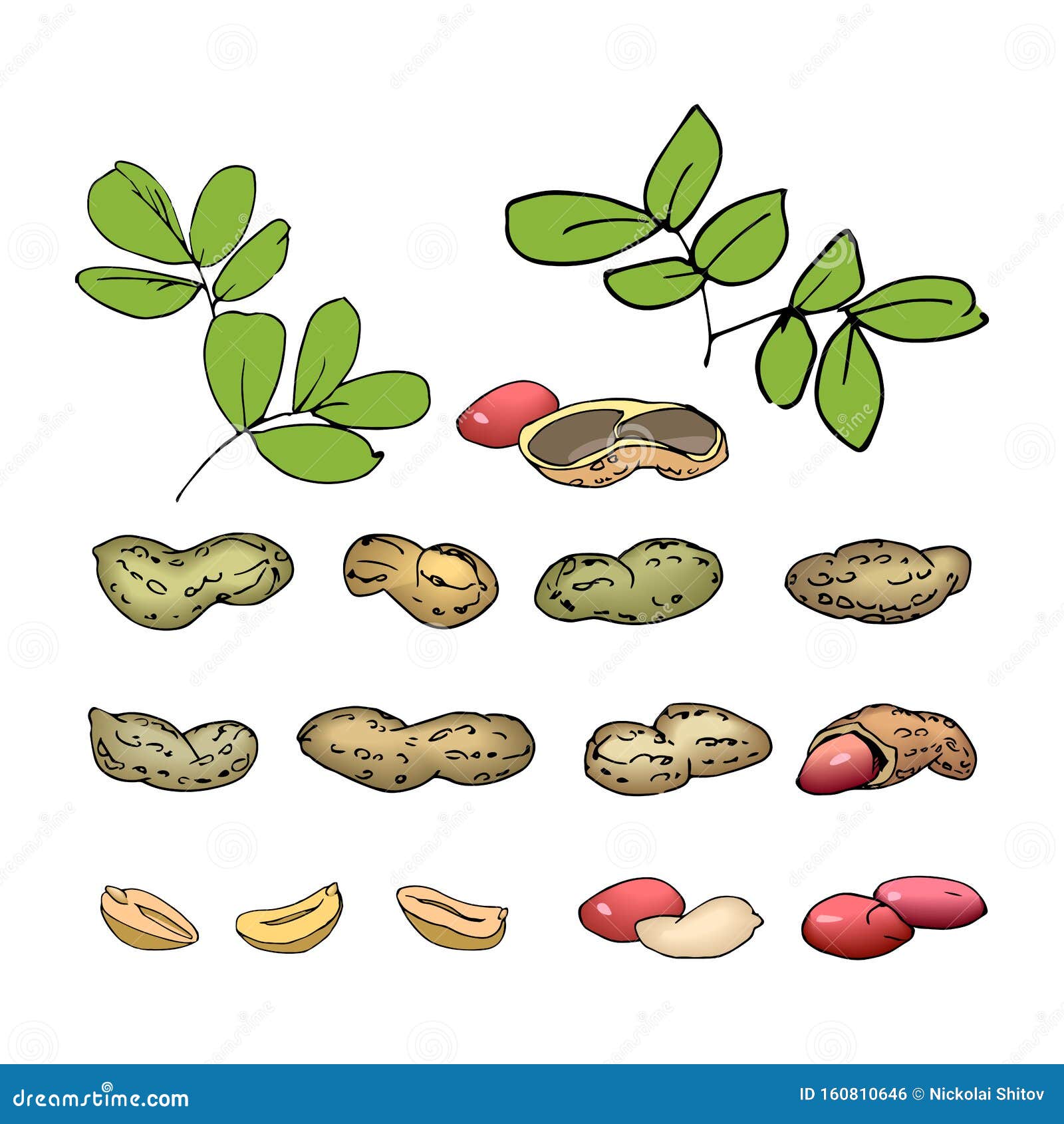 Set of Peanut Elements with Shell, Kernel and Leaves Stock Vector ...
