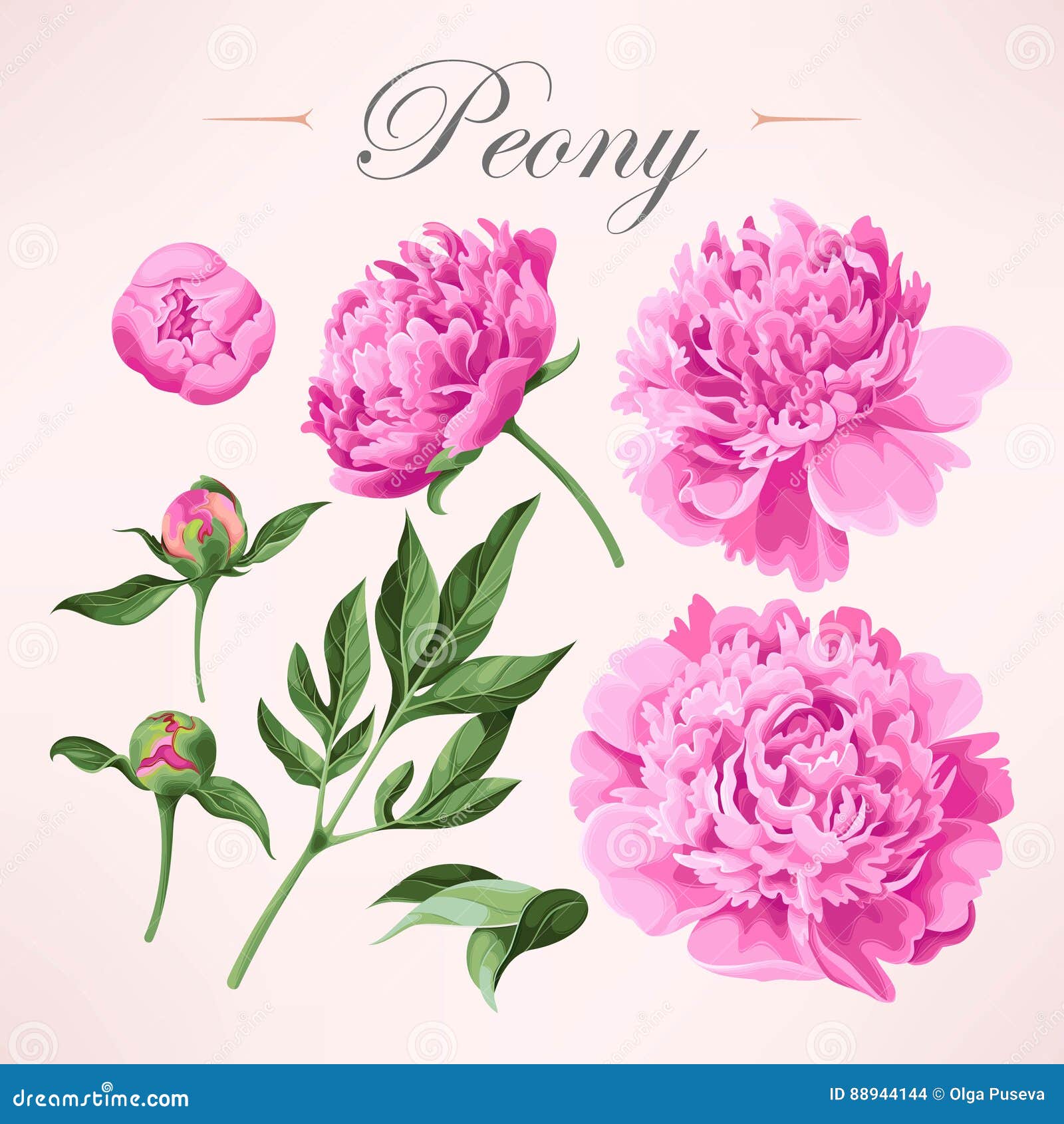Set of peonies stock vector. Illustration of element - 88944144