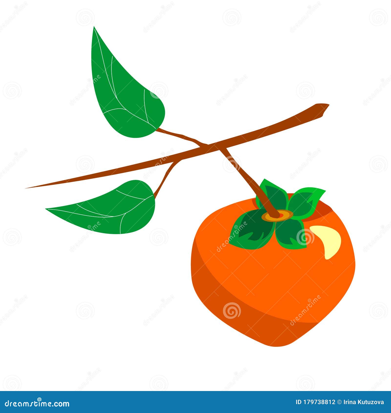 Vector of Persimmons on a Tree Branch with Leaves. in Flat Style ...