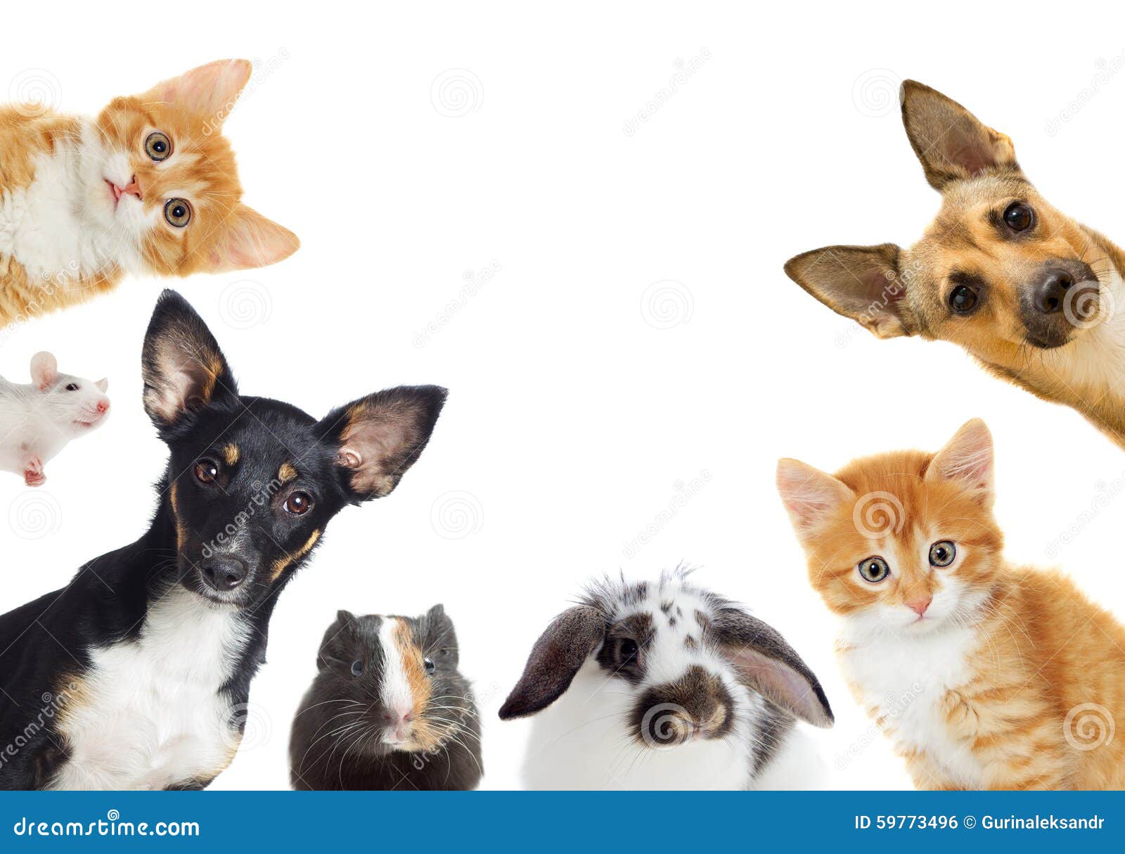 Set of pet stock photo. Image of rabbit, friendship, pets - 59773496
