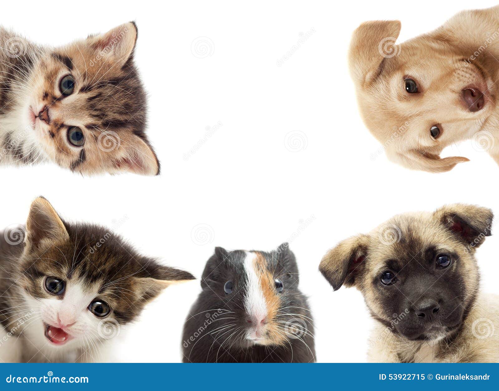 Set of pet looking stock image. Image of pets, animal - 53922715
