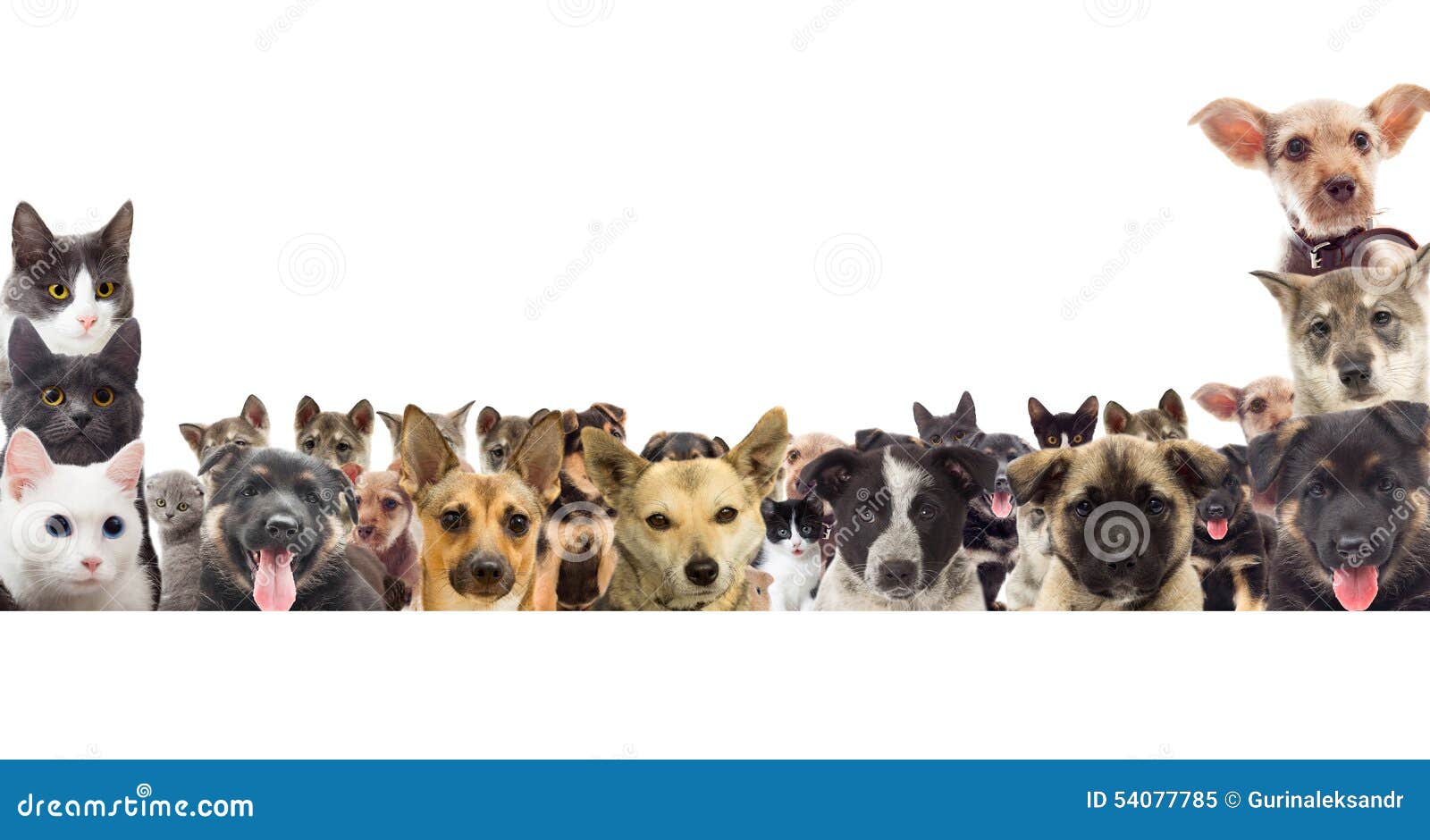 Set of pet watching stock image. Image of purebred, puppies - 54077785