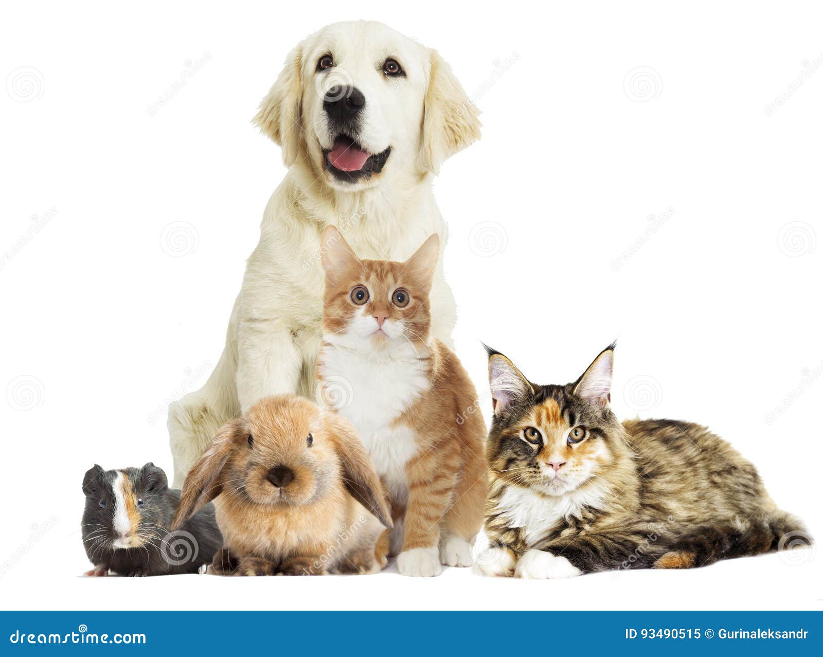 Group of Pets on White Background Stock Image - Image of together ...