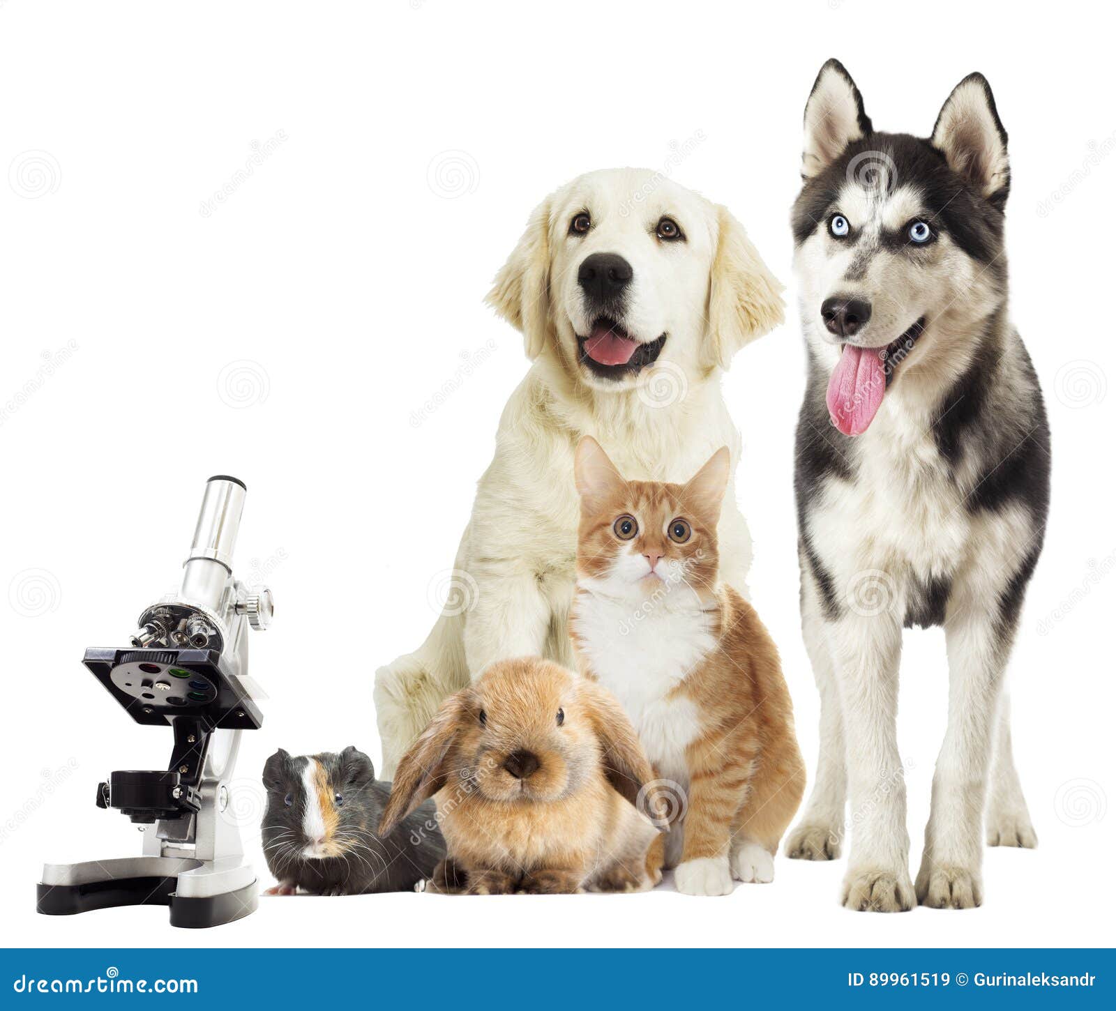 Group of Pets on White Background Stock Image - Image of rabbit, close ...