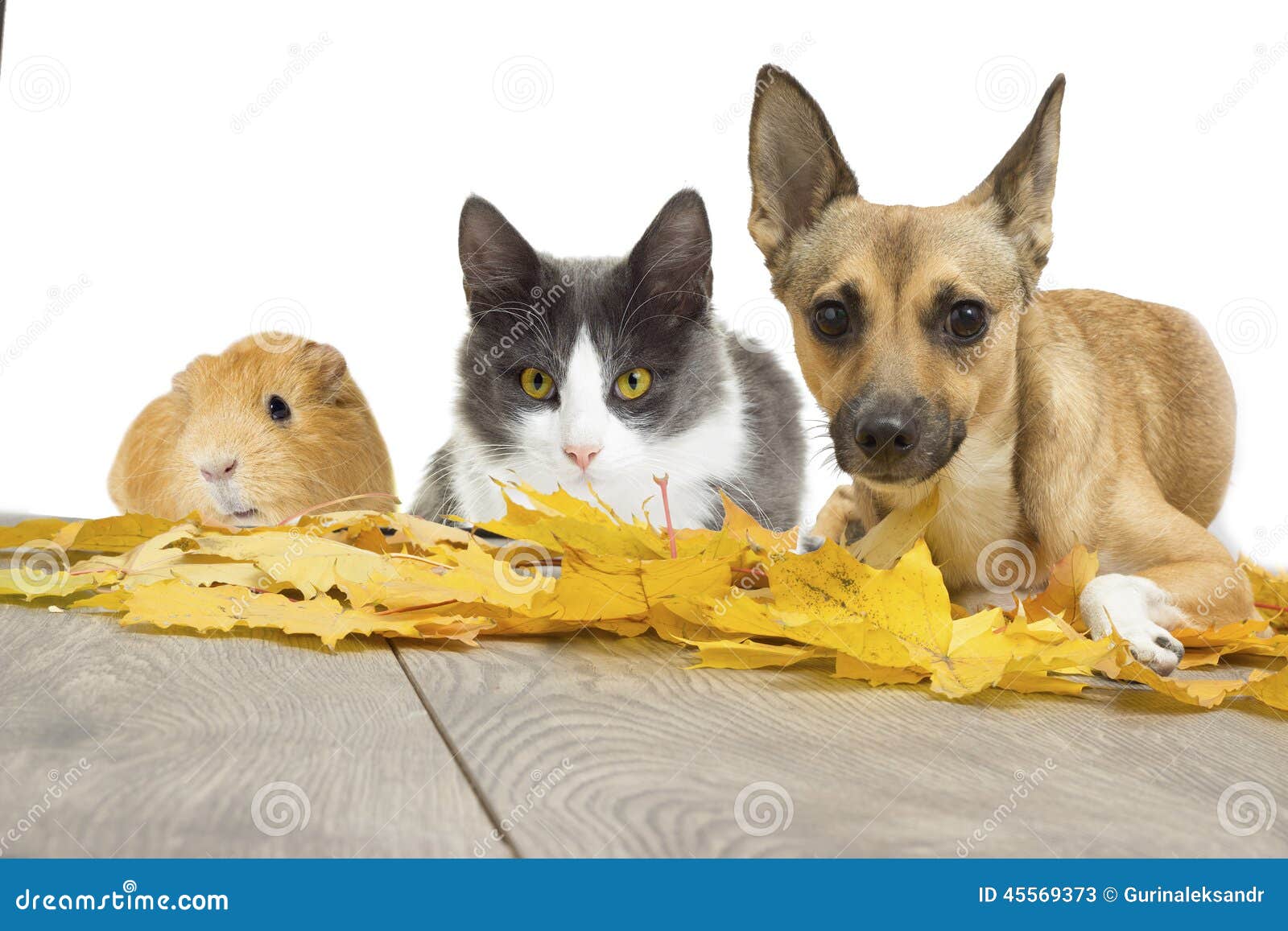 Set of pets stock image. Image of pets, mammal, cats - 45569373
