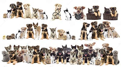 Set of pets stock photo. Image of tail, purebred, group - 43537474