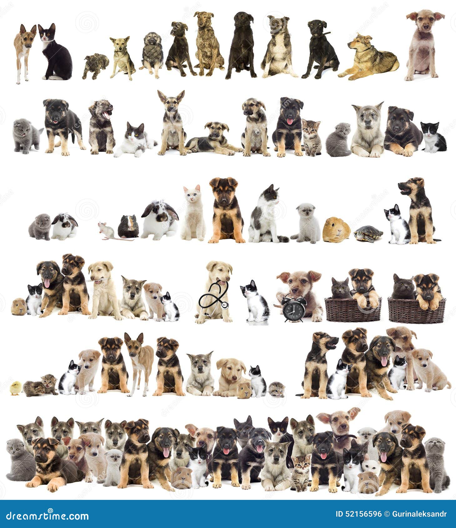 Set of pets stock photo. Image of kitten, animals, feline - 52156596