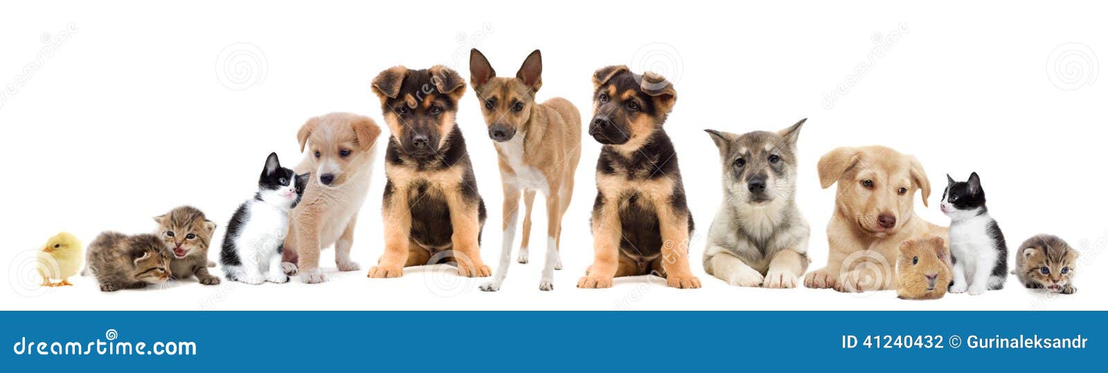 Set pets stock photo. Image of white, guinea, bird, mammal - 41240432