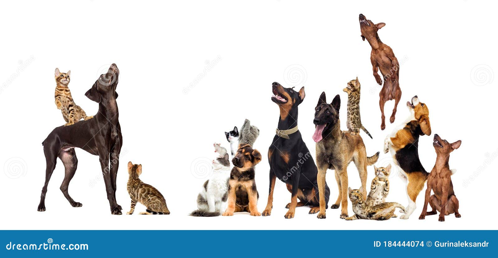 Set of Pets Look Up Full Length Stock Photo - Image of cute, full ...