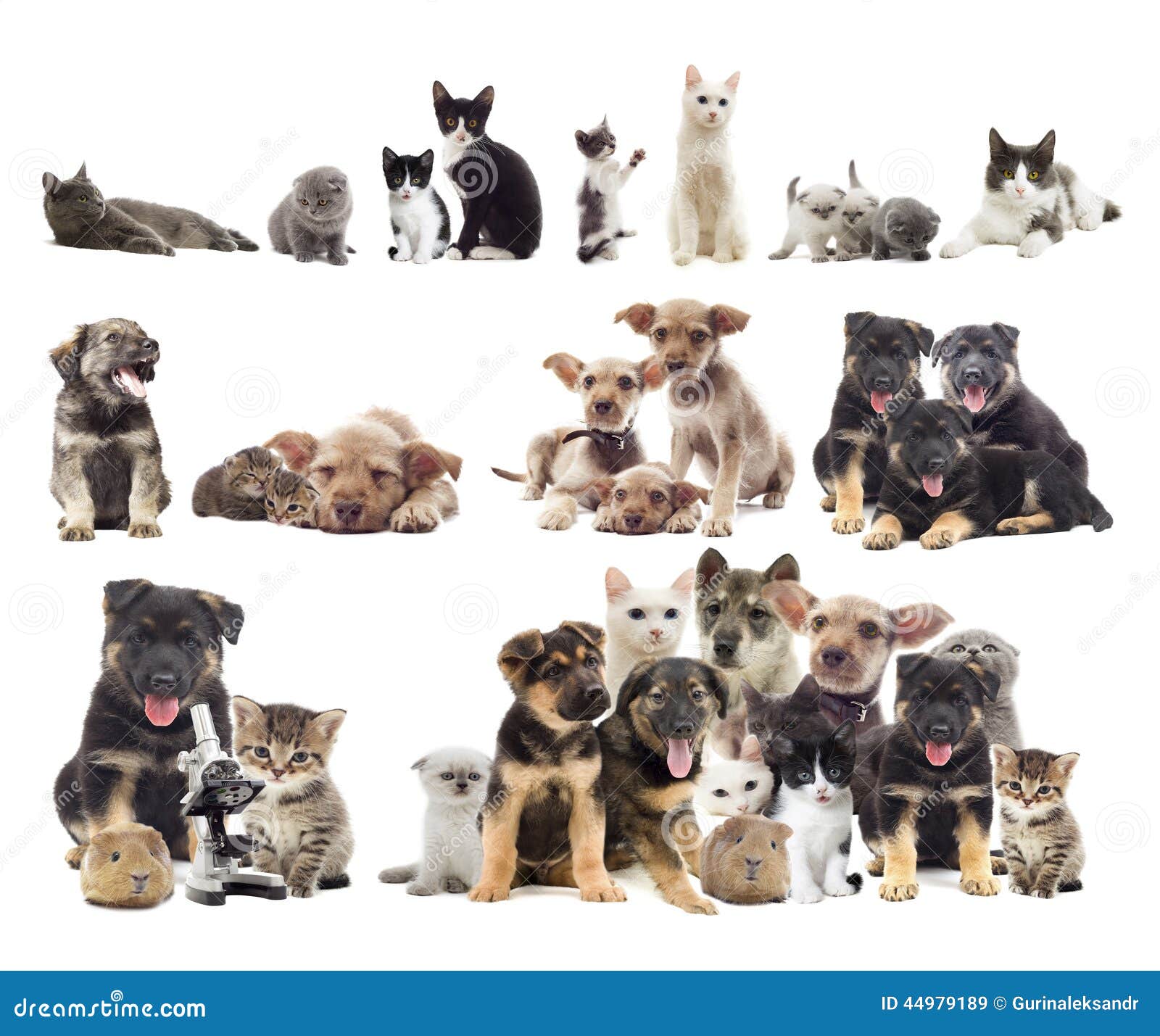 Set of pets stock image. Image of purebred, pupp, family - 44979189