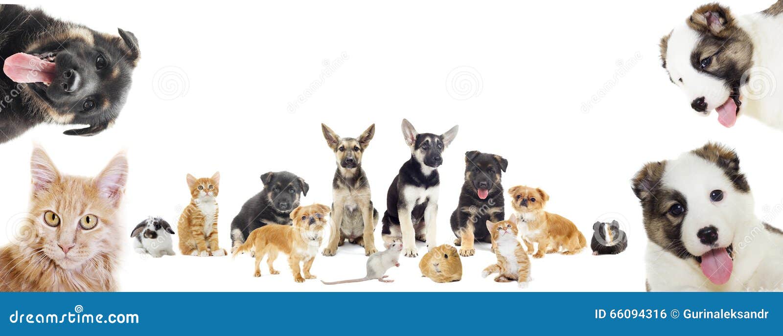 Set of pets stock photo. Image of animal, kitten, puppy - 66094316
