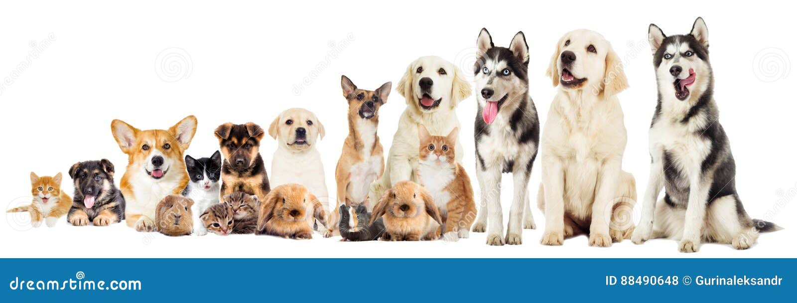 A set pets stock photo. Image of golden, feline, studio - 88490648