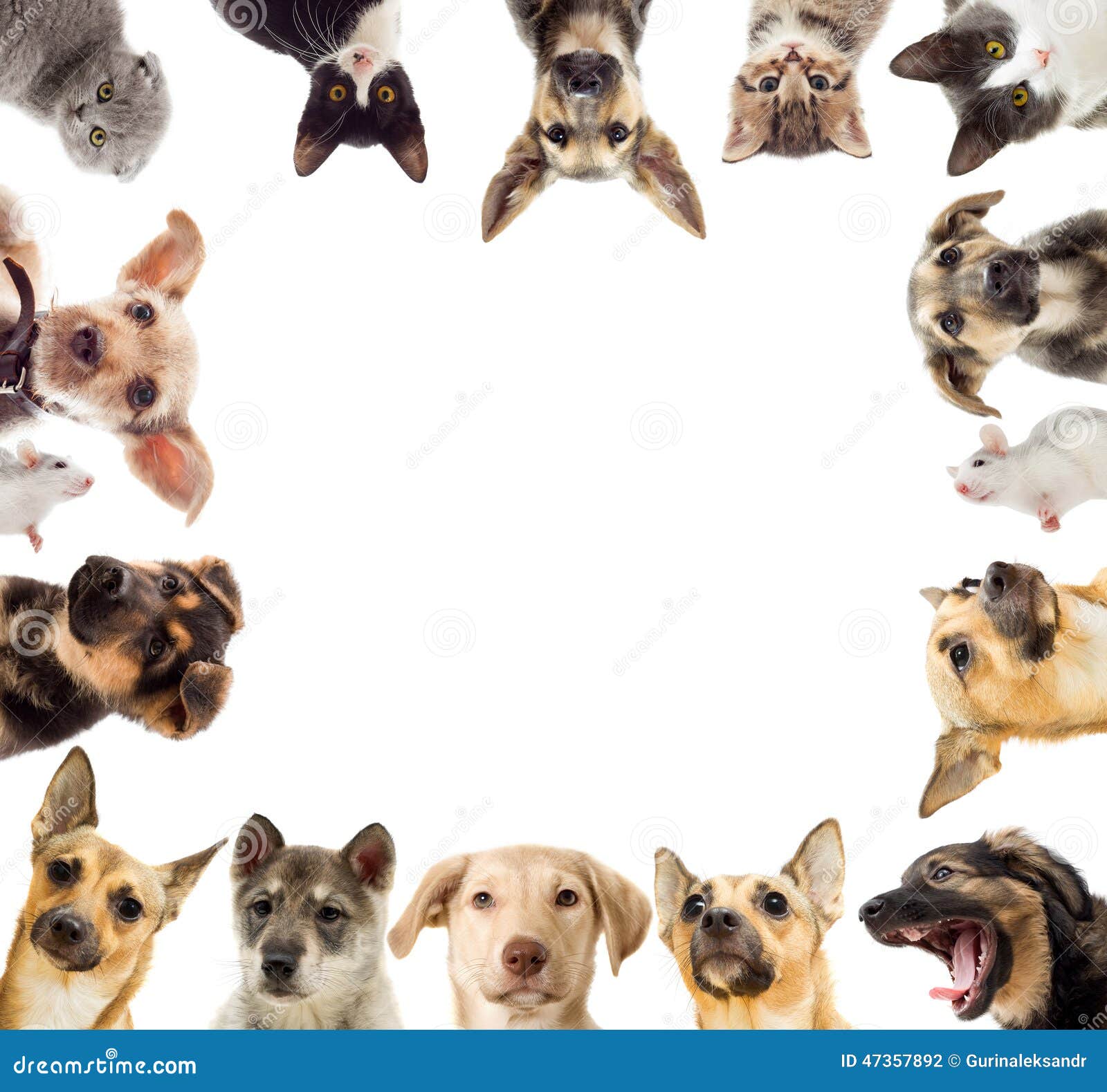 Set Pets Stock Photo - Image: 47357892