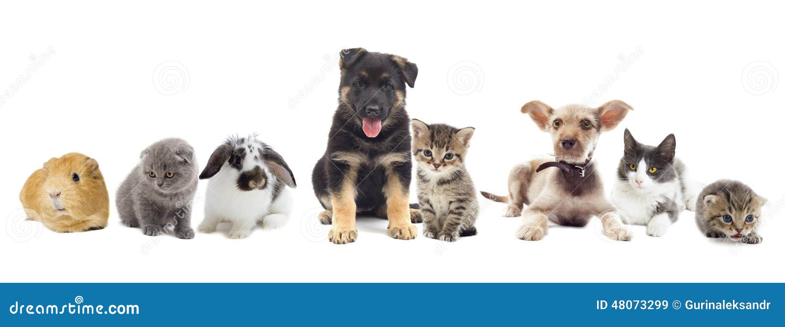 Set Of Pets Royalty-Free Stock Photo | CartoonDealer.com #48073299