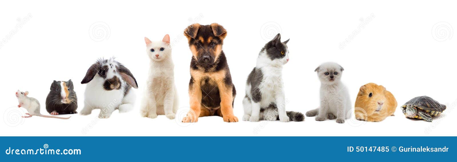 Set pets stock image. Image of friendship, pets, animals - 50147485