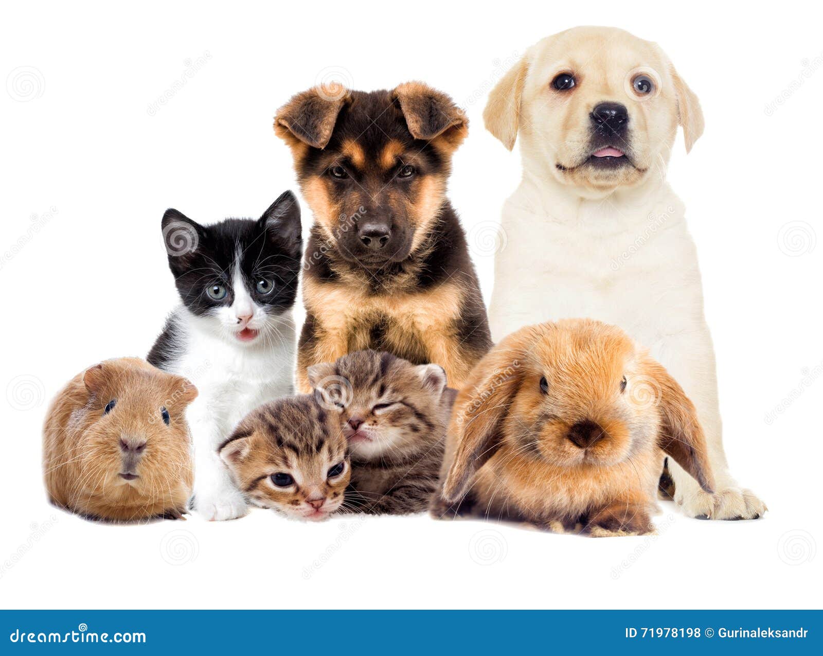 Set pets stock photo. Image of young, background, rabbit - 71978198