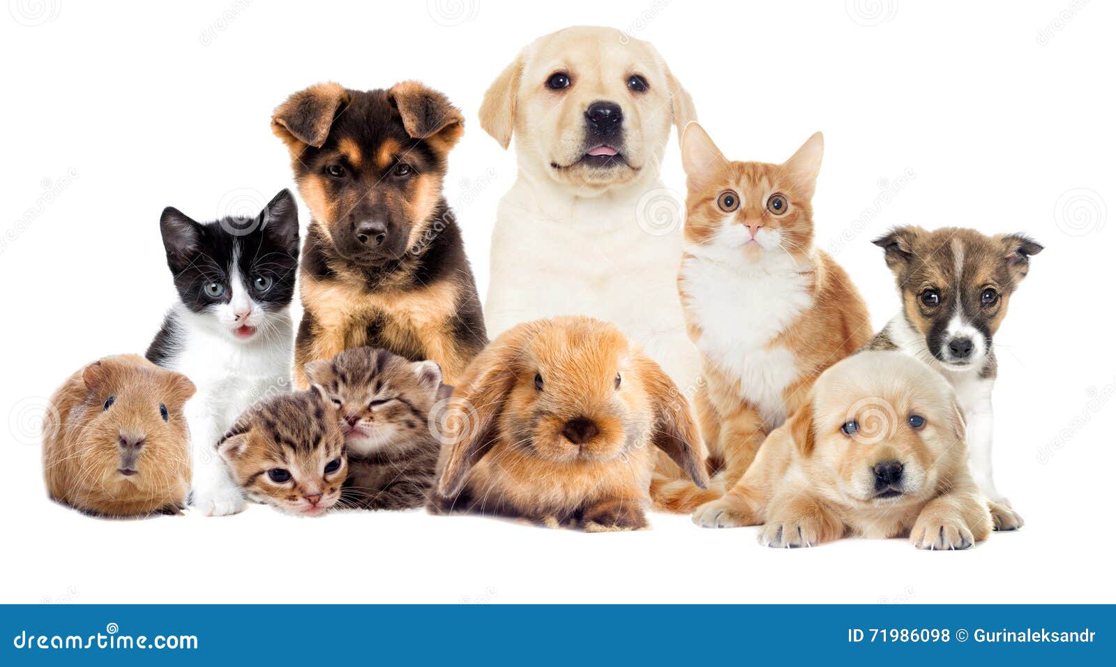 Pets Stock Photos - Royalty Free Pictures - Page 2