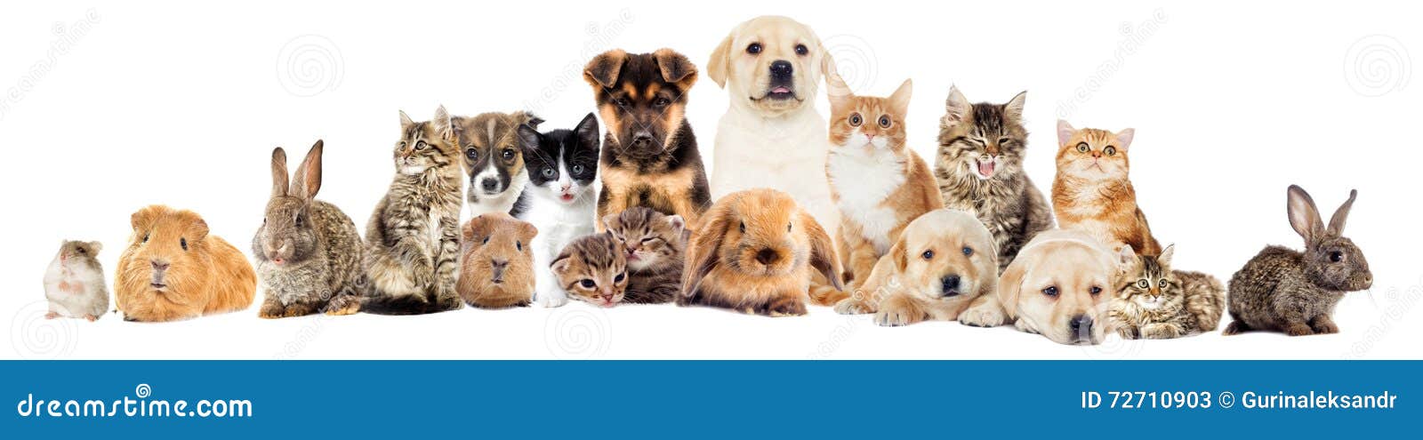 Set pets stock image. Image of feline, isolated, looking - 72710903