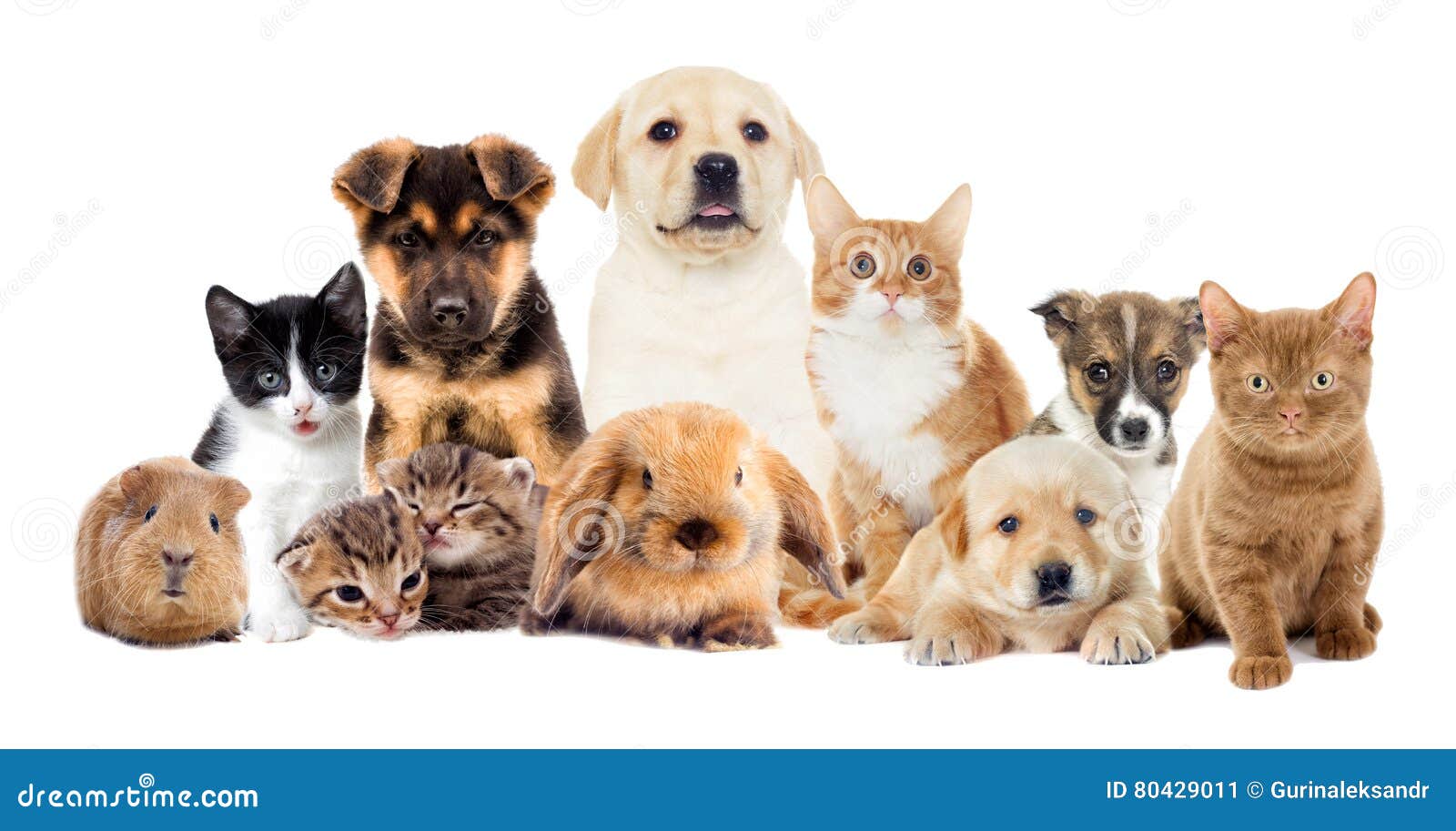 Set pets stock image. Image of animals, puppy, rabbit - 80429011