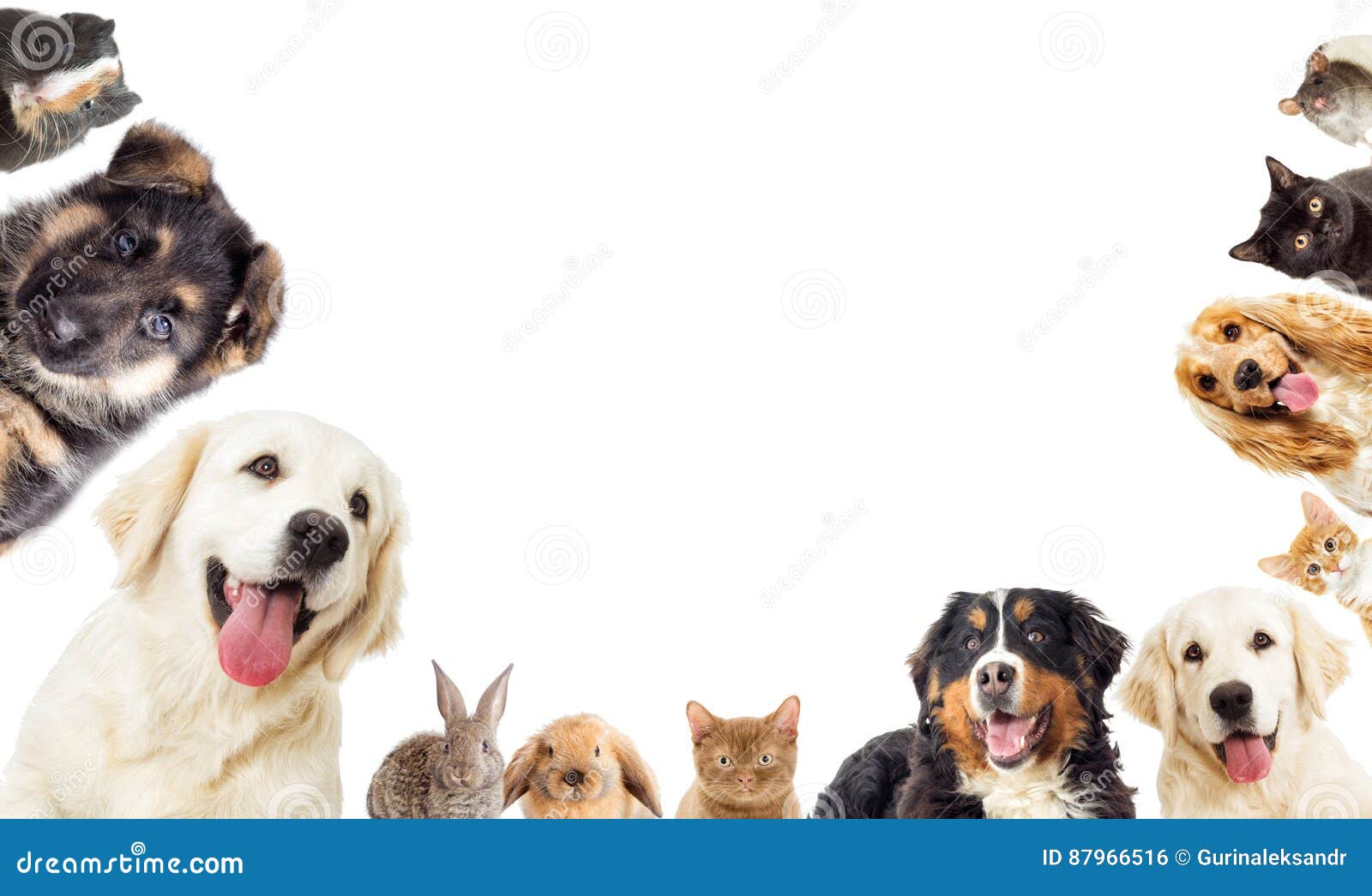 Set of pets stock photo. Image of looking, cavy, portrait - 87966516