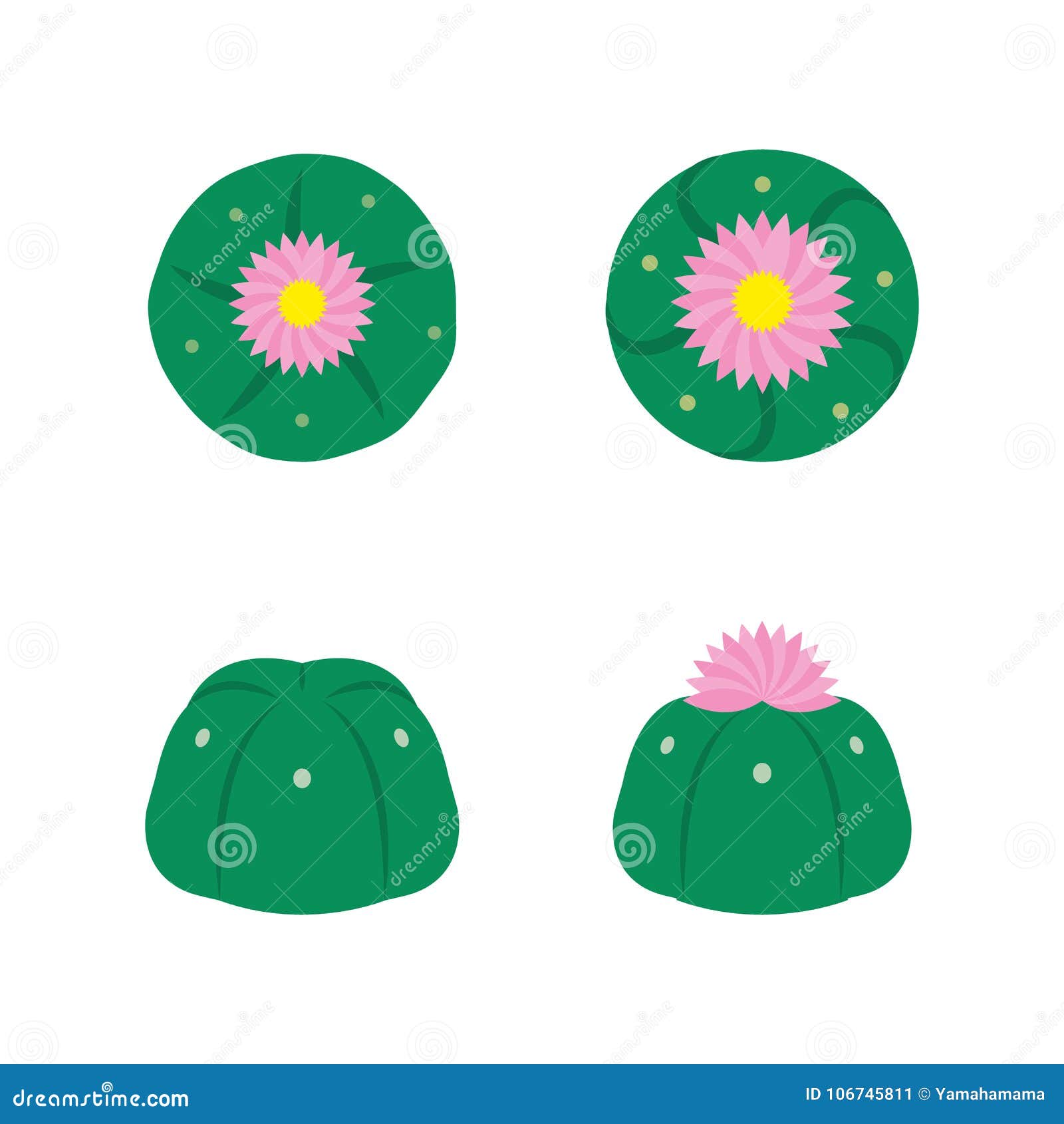 Peyote stock vector. Illustration of flower, plant, vector - 106745811