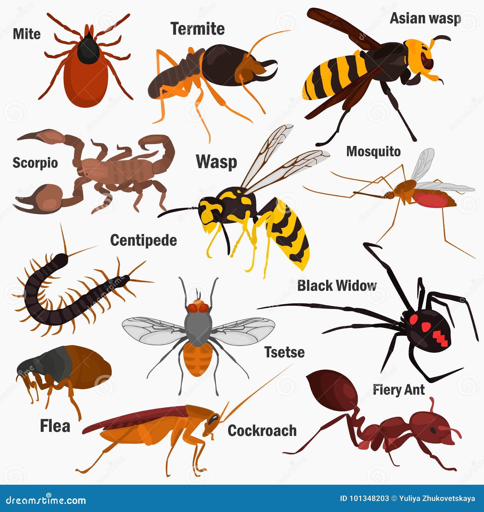 Set Pf Dangerous Insects with Their Names Color Flat Icons Stock Vector ... Set Pf Dangerous Insects with Their Names Color Flat Icons Stock Vector ...