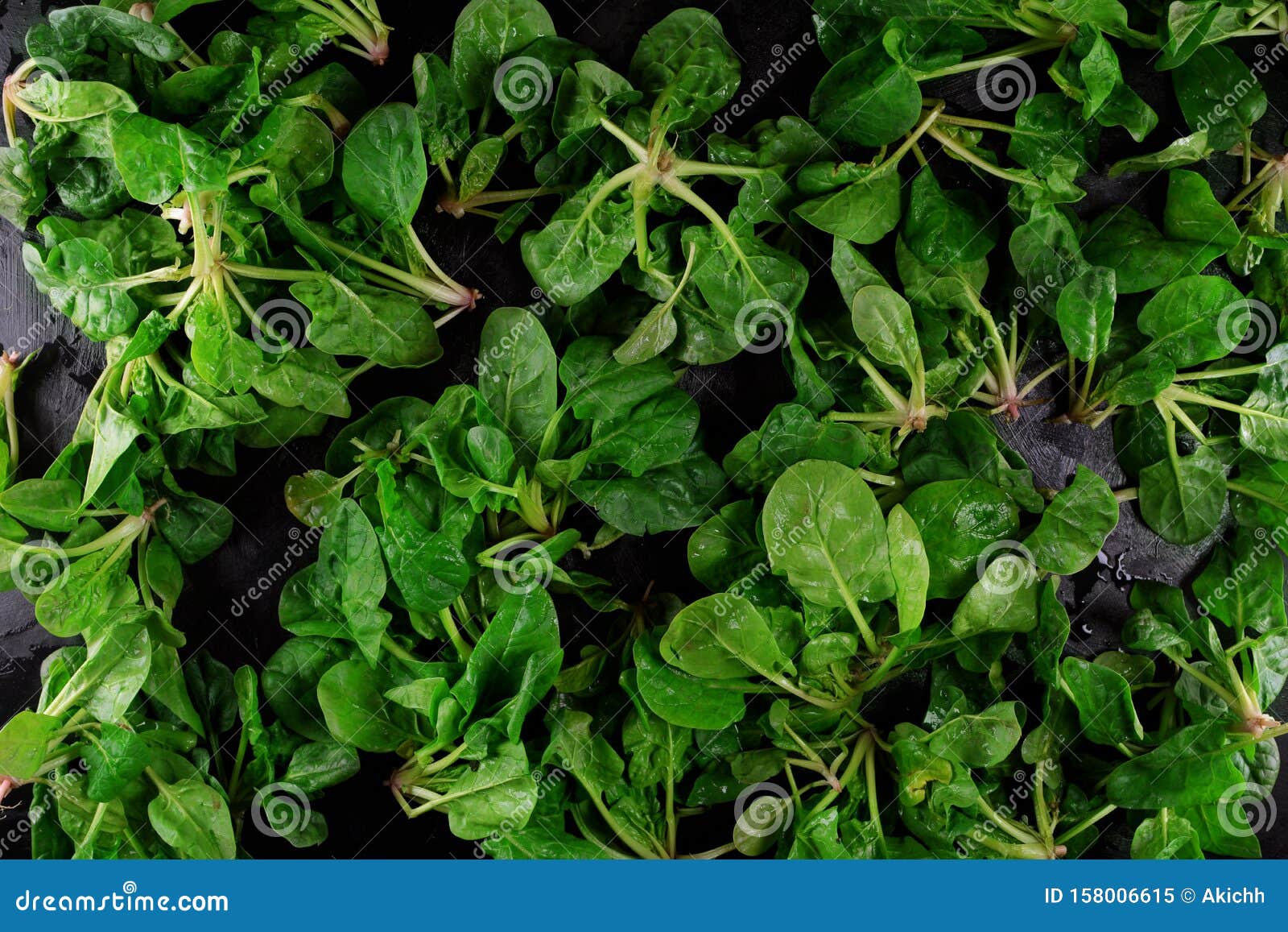 Fresh Spinach on Black Background Stock Image - Image of antique, grass ...