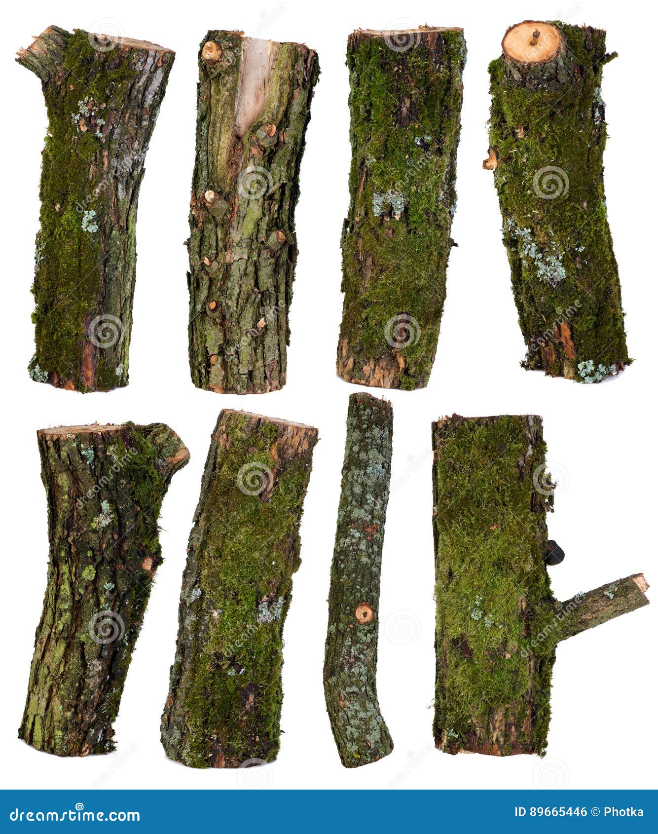 Set of Pieces of Tree Branches Isolated on White Stock Photo - Image of ...