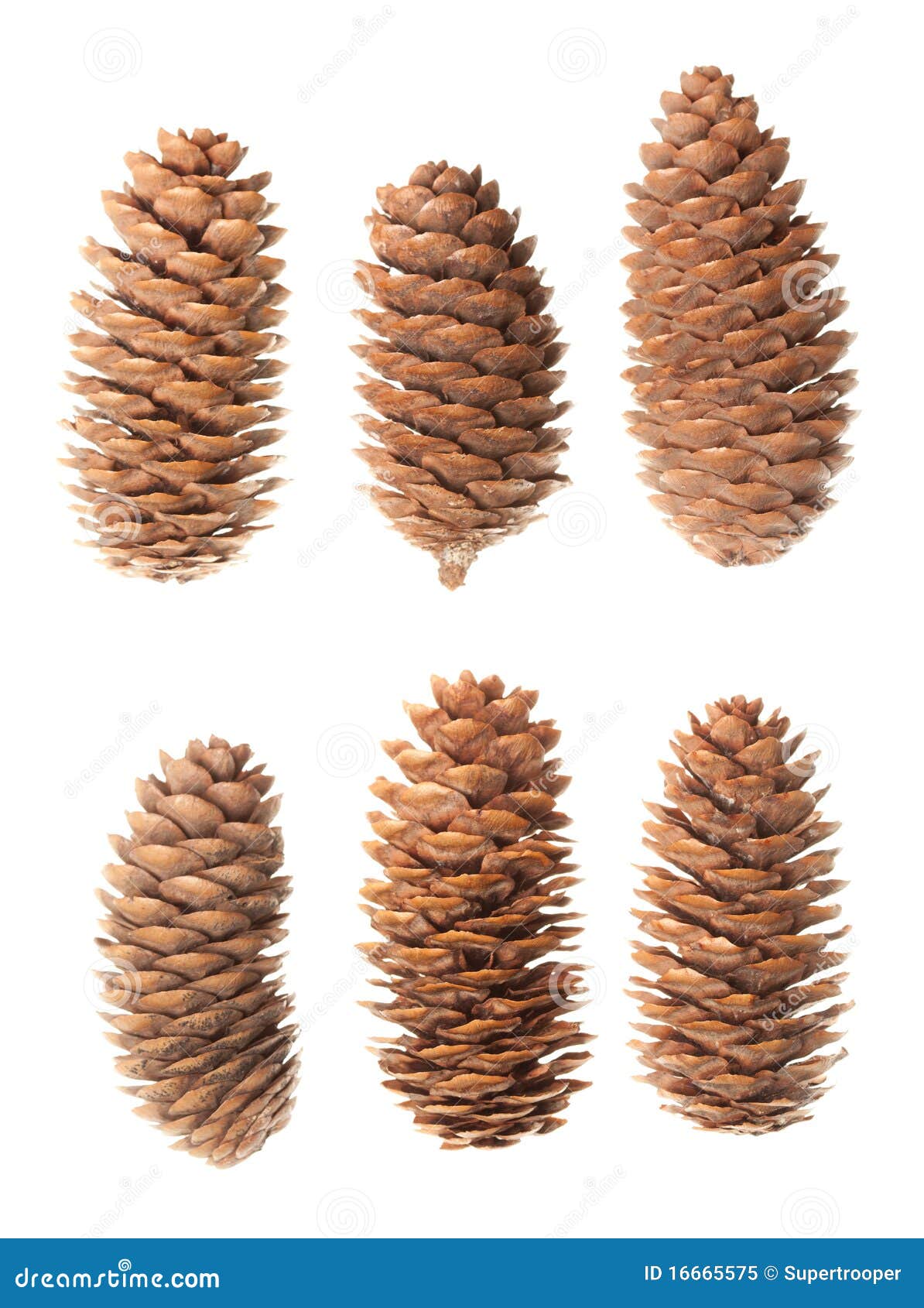 Set of pine cones stock image. Image of cone, object - 16665575