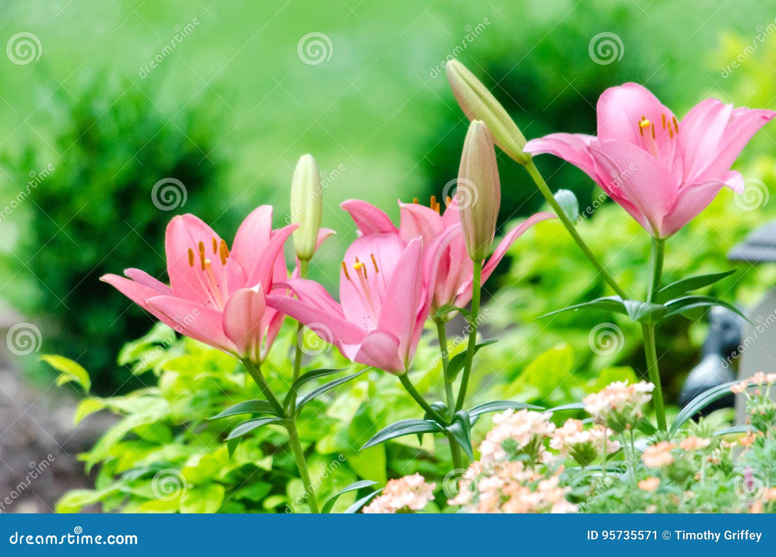 A Set of Pink Asiatic Lilies Stock Image - Image of soil, thumb: 95735571