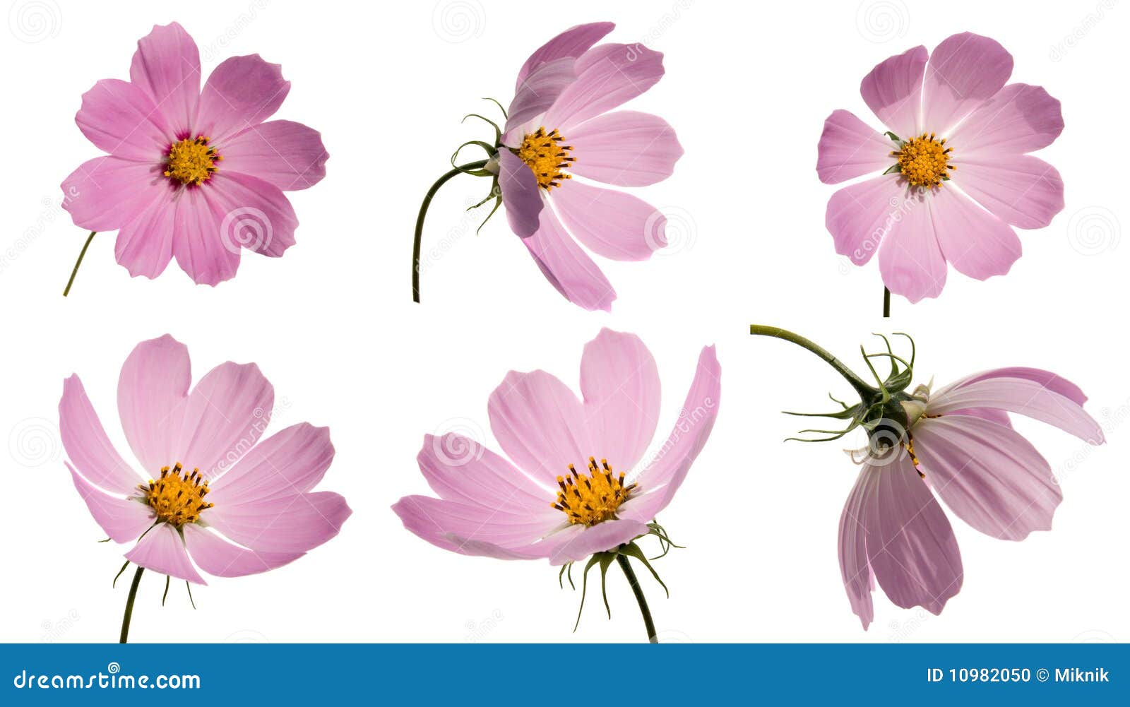 Set of pink cosmoses stock photo. Image of medium, objects - 10982050