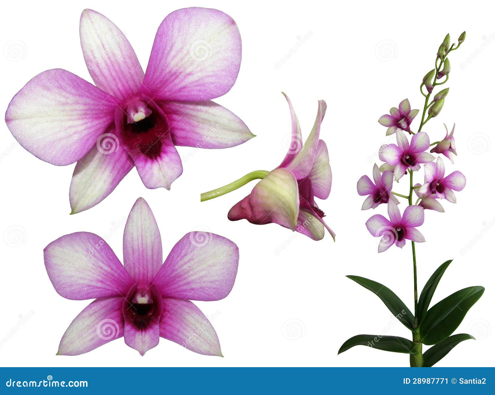 Set of pink orchids stock image. Image of side, orchidea - 28987771