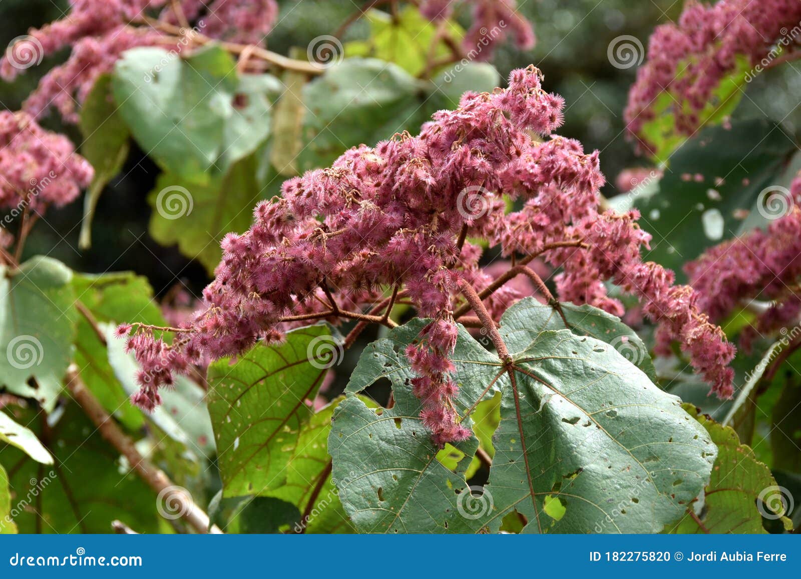 Set of Pink Seeds from a Tree Stock Photo - Image of bloom, exotic ...