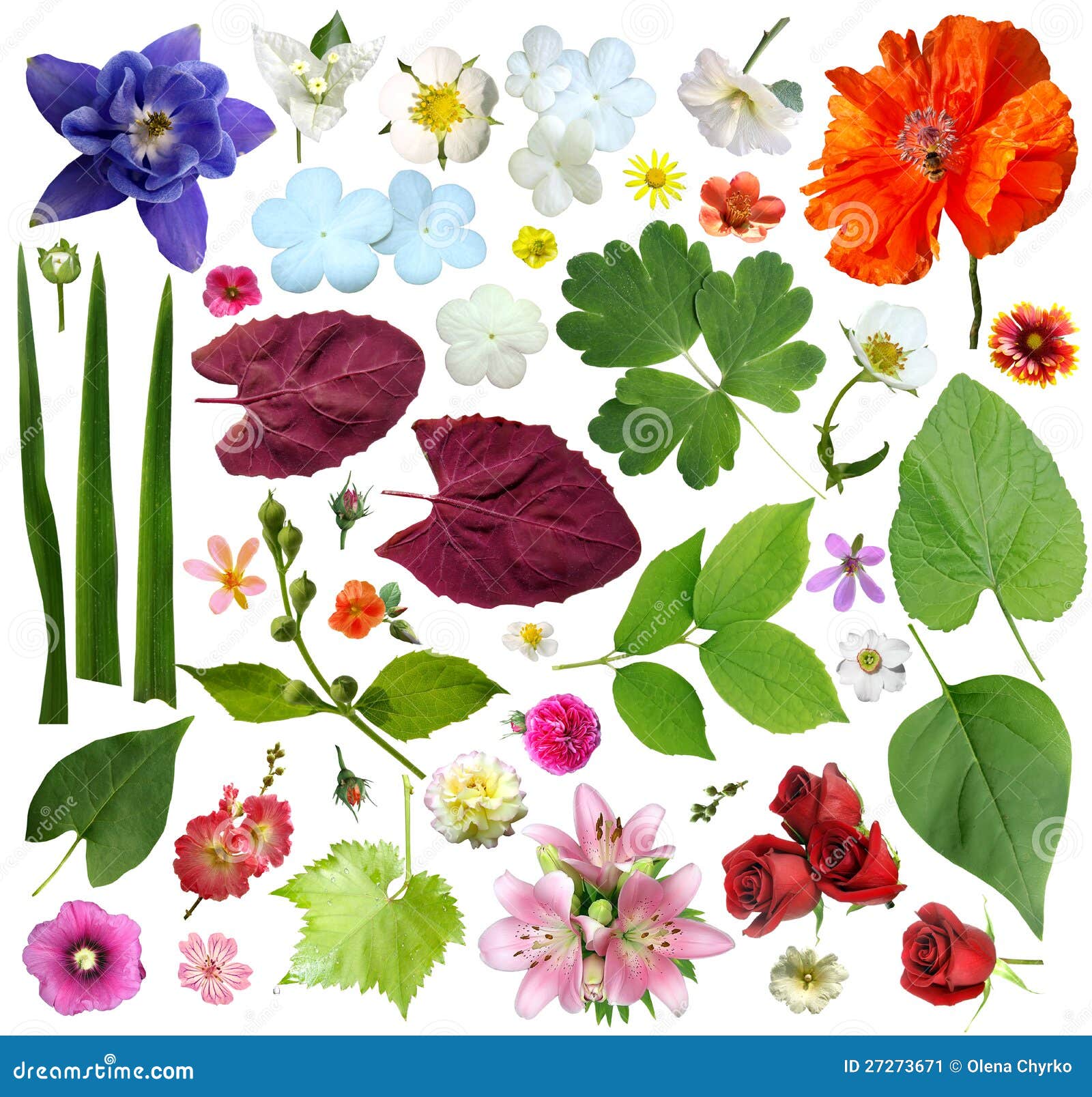 Set of Plant Elements - Flowers and Leaves. Stock Image - Image of ...