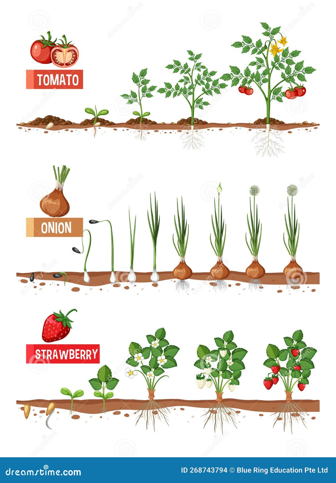 Set of Plants Growth Stages Stock Vector - Illustration of infographic ...