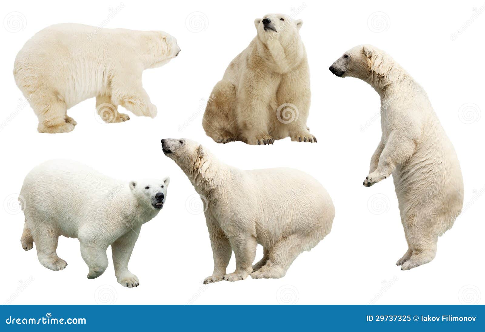 Set of Polar Bear. Isolated Over White Stock Image - Image of ...