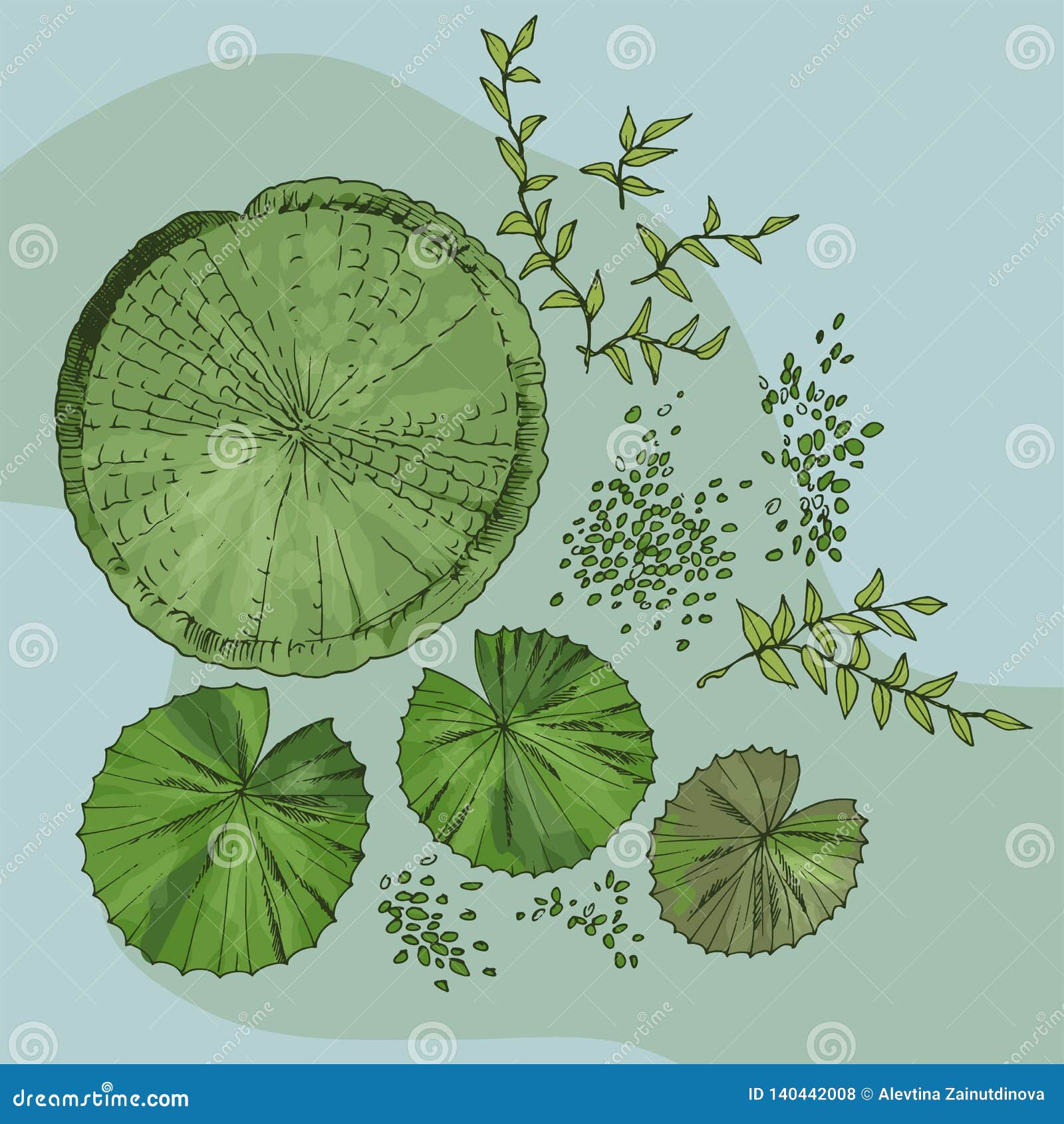 Set of Pond Elements Water Plants Stock Vector - Illustration of ...