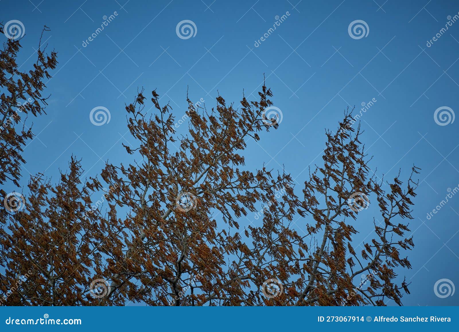 Set of Poplar Flowers Moved by the Wind Stock Photo - Image of flexible ...