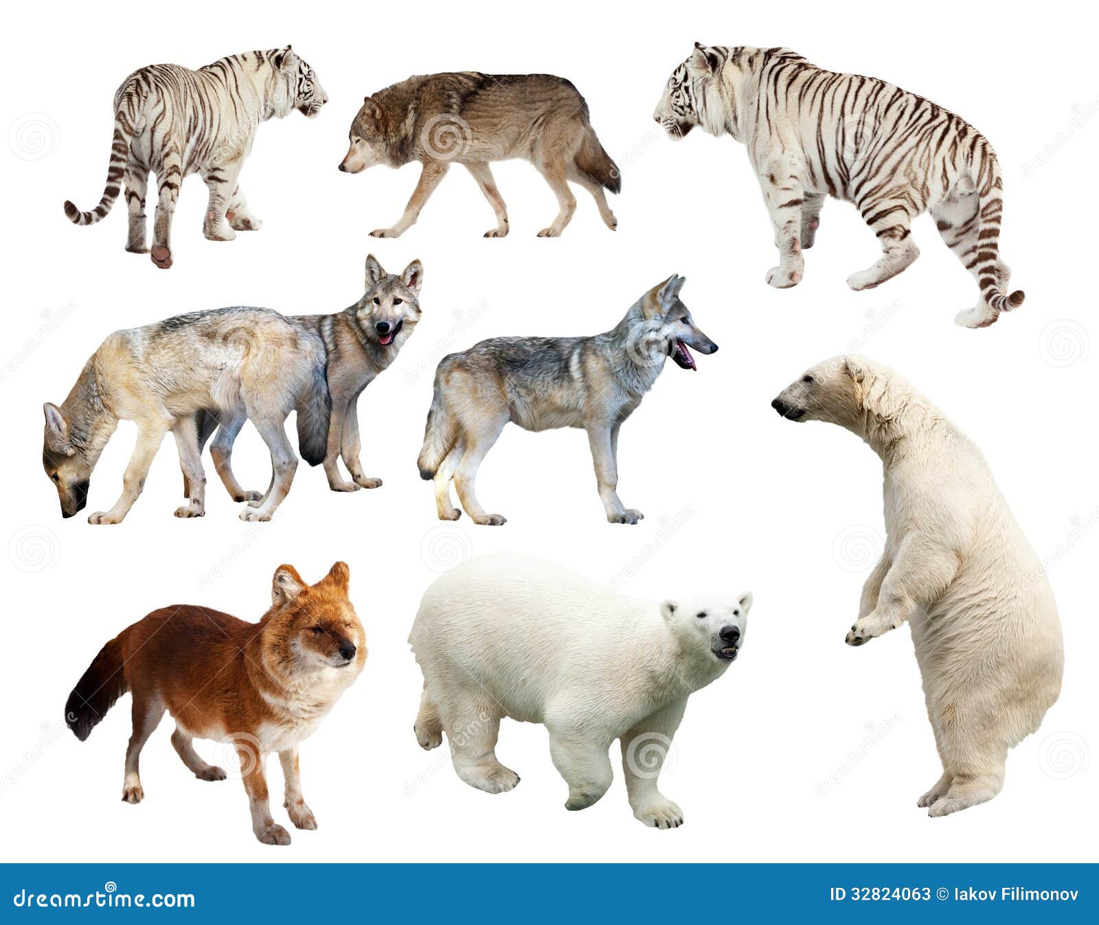 Set of predators stock image. Image of endangered, carnivore - 32824063