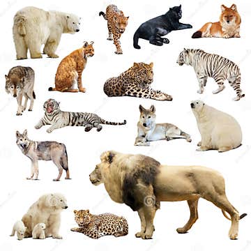 Set of Predatory Animals. Isolated Over White Stock Photo - Image of ...