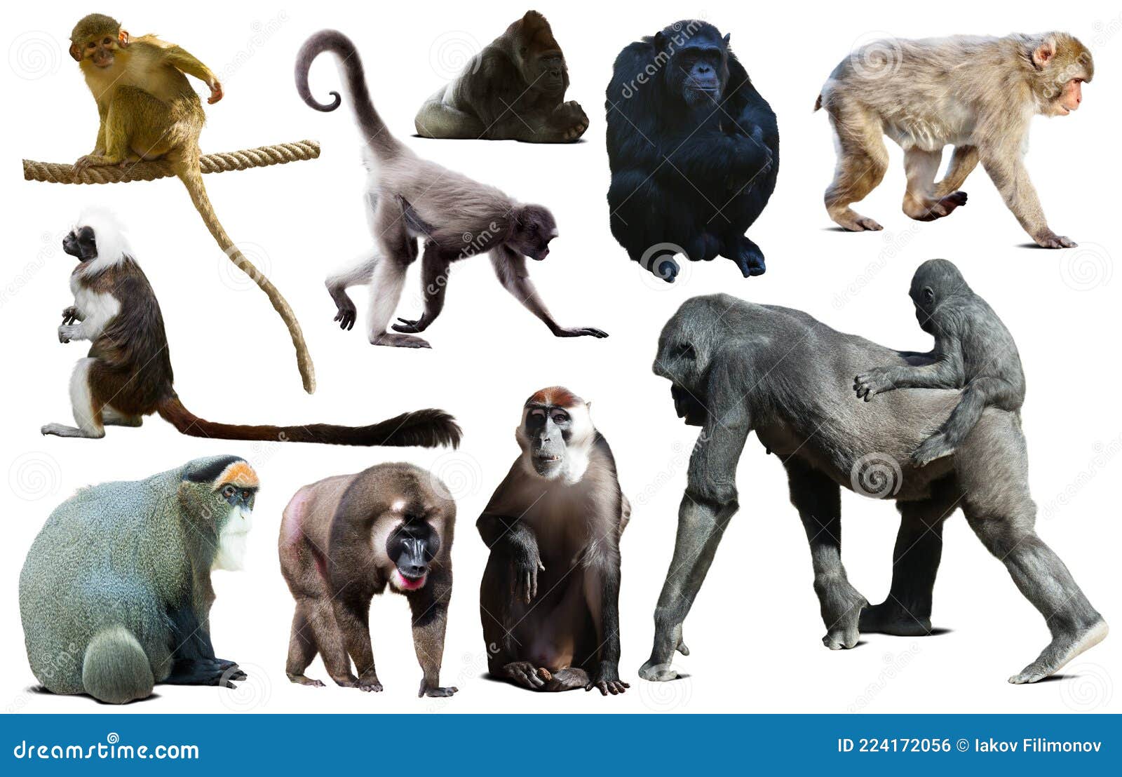 Collection of Different Monkeys Stock Photo - Image of collection ...