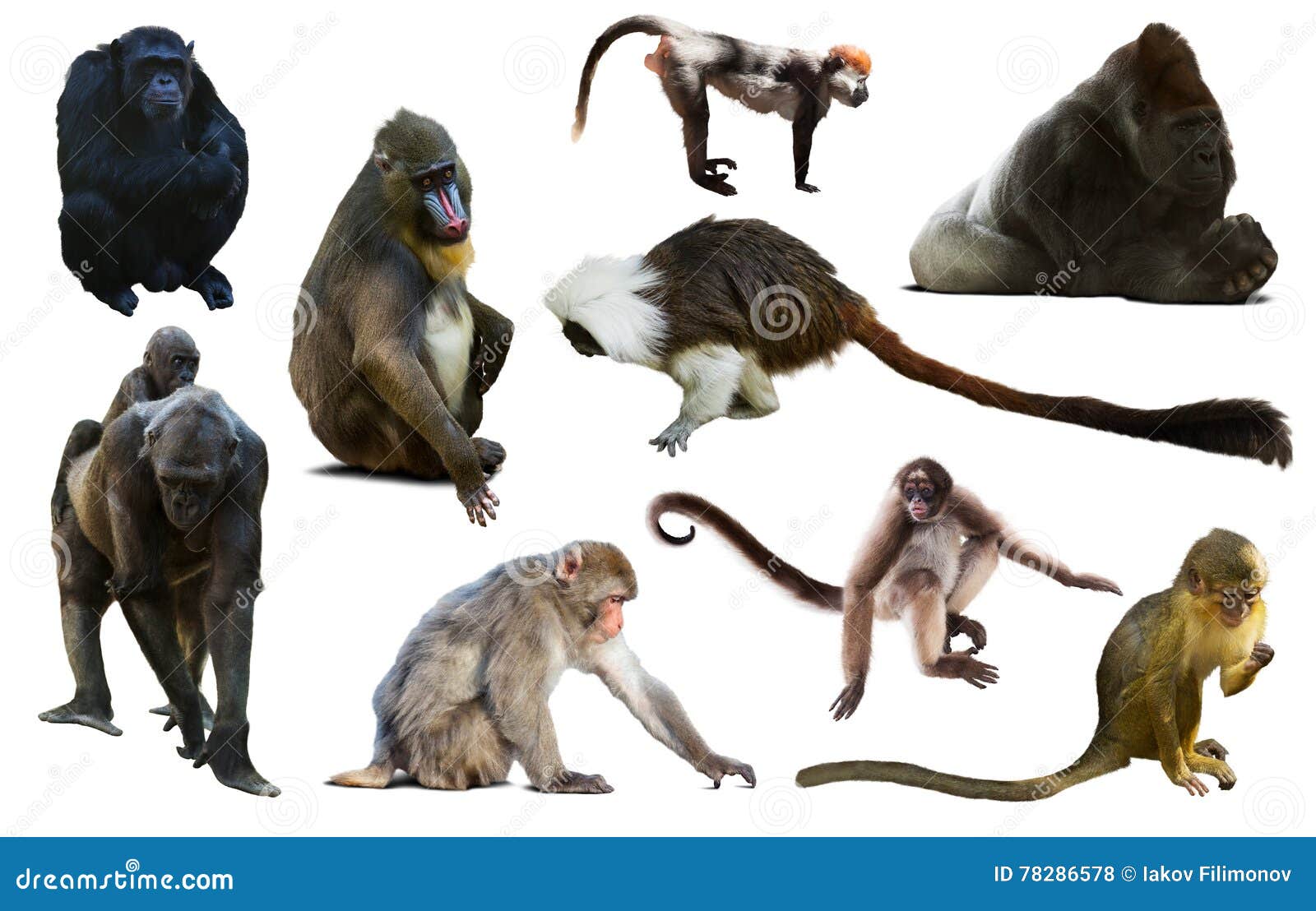 Types Of Primates