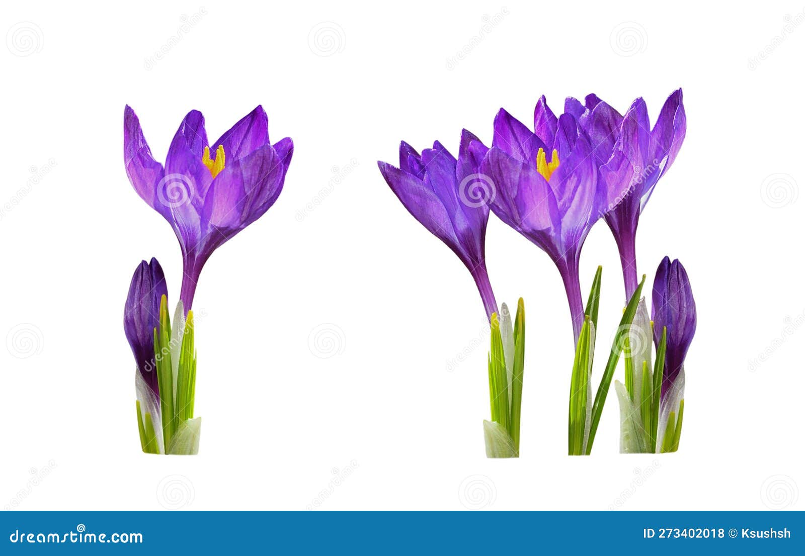 Set of Purple Crocus Flowers and Leaves Isolated Stock Photo - Image of ...