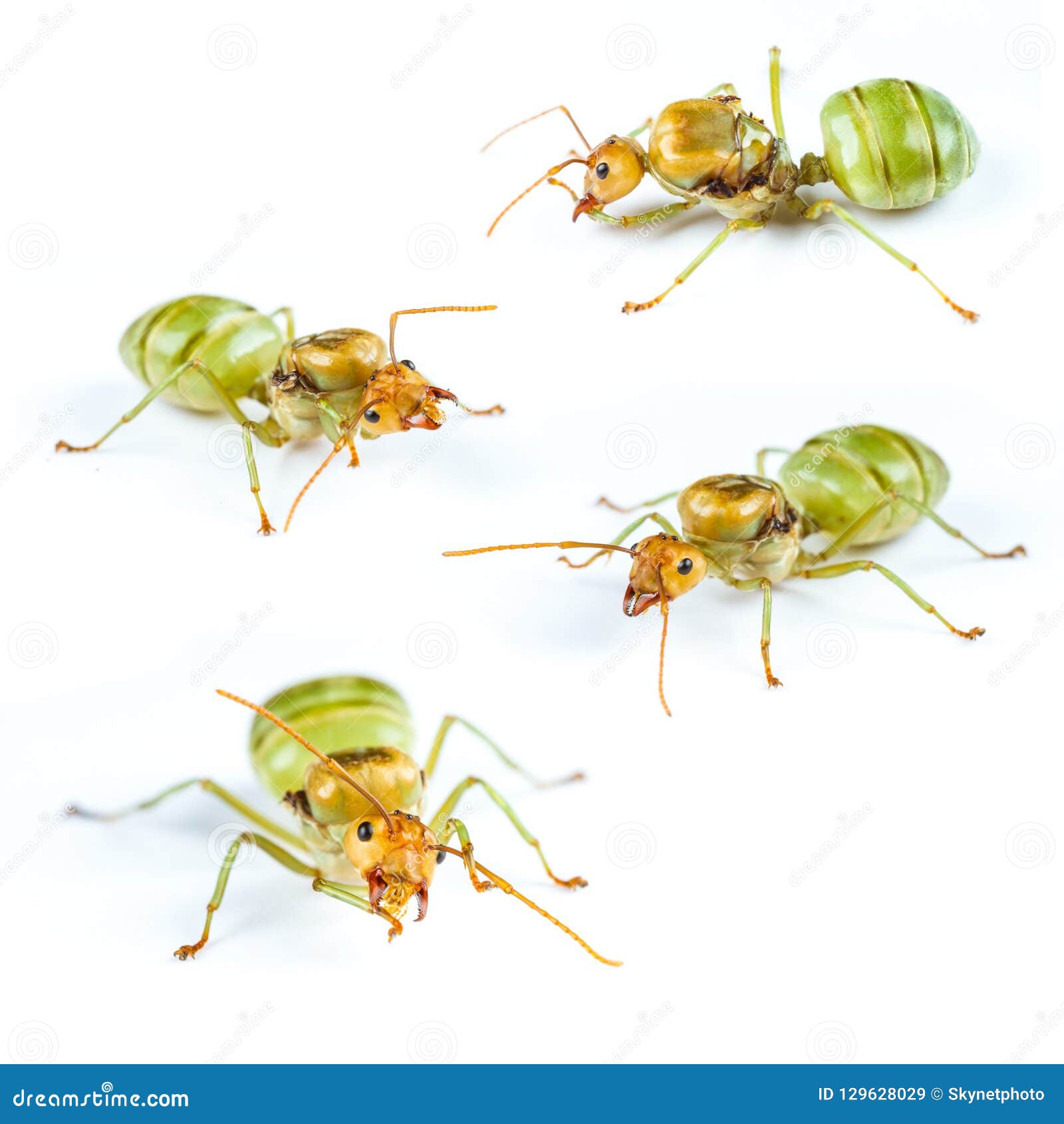 Set of Queen Red Ant Isolated Stock Image - Image of weaver ...