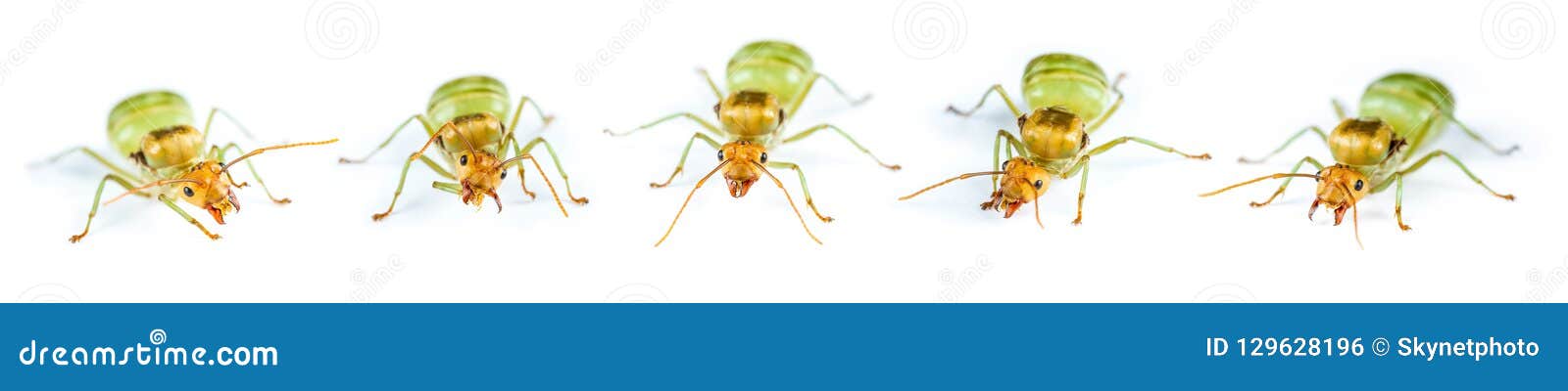 Set of Queen Red Ant Isolated Stock Photo - Image of animal, garden ...